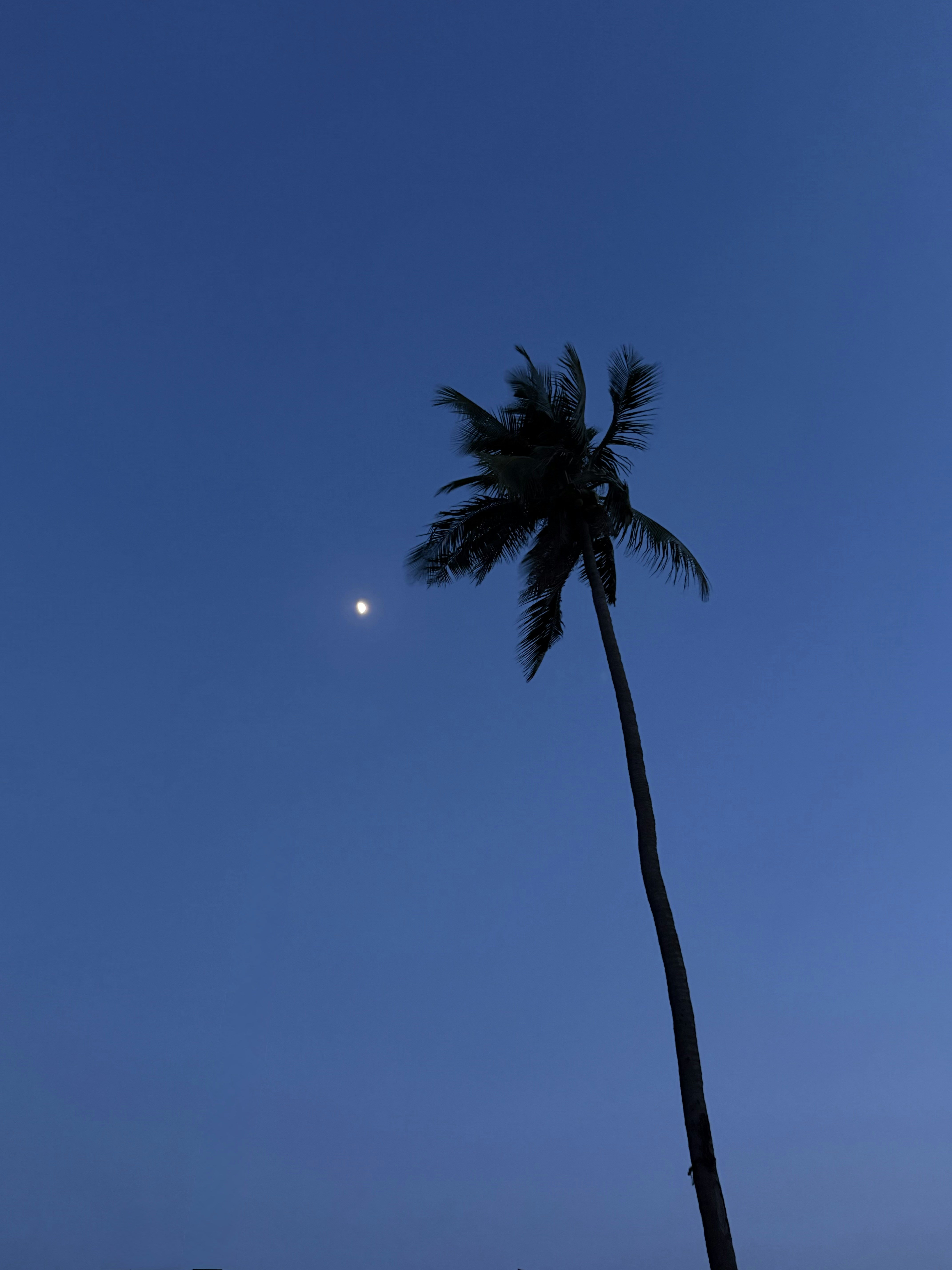 Slim palm reaches toward a crescent moon under a smooth blue sky, minimal composition and tranquil mood. This is a photographic capture, not a drawing or painting.
