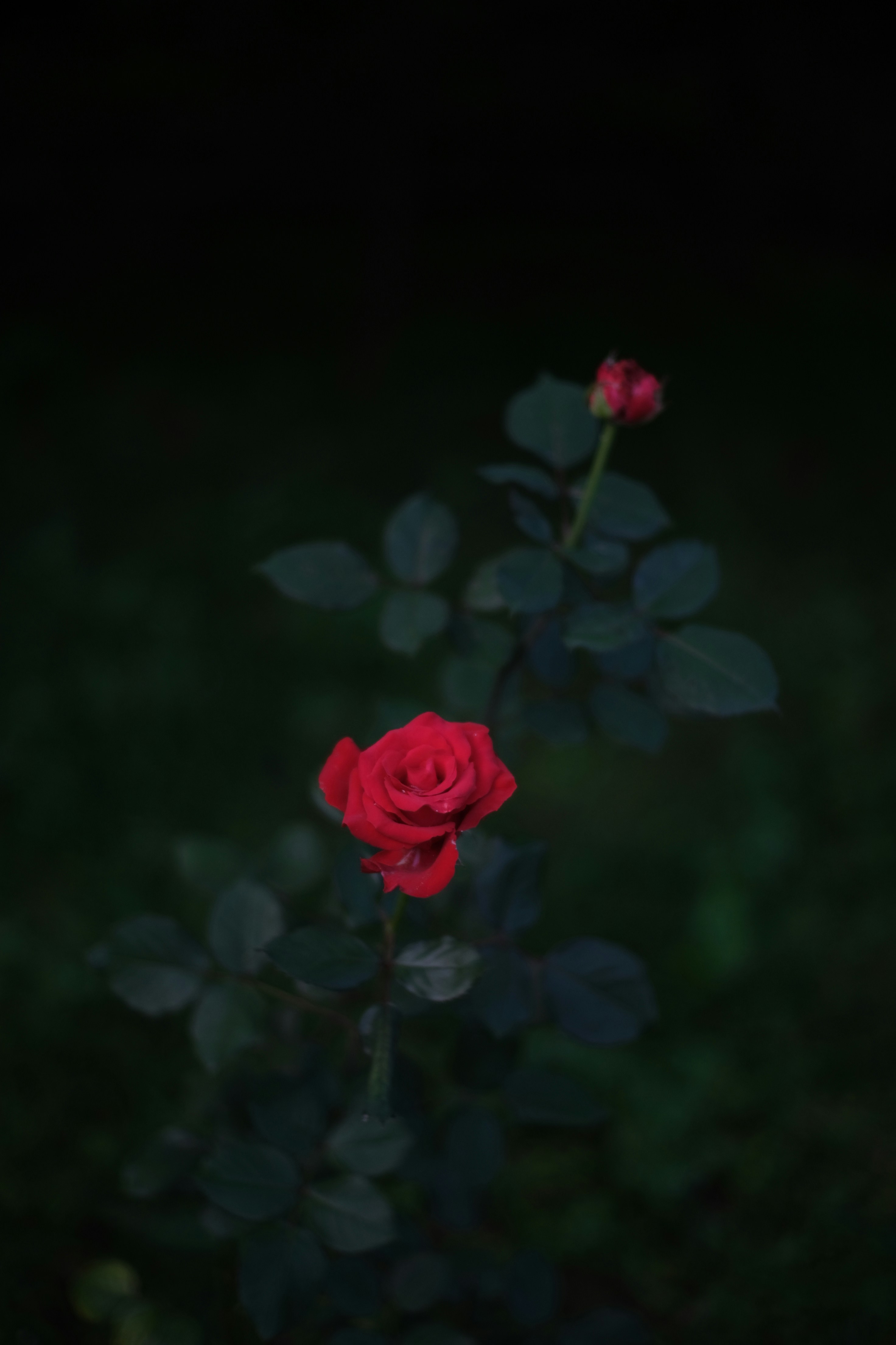 Crimson Rose in Gentle Shadow