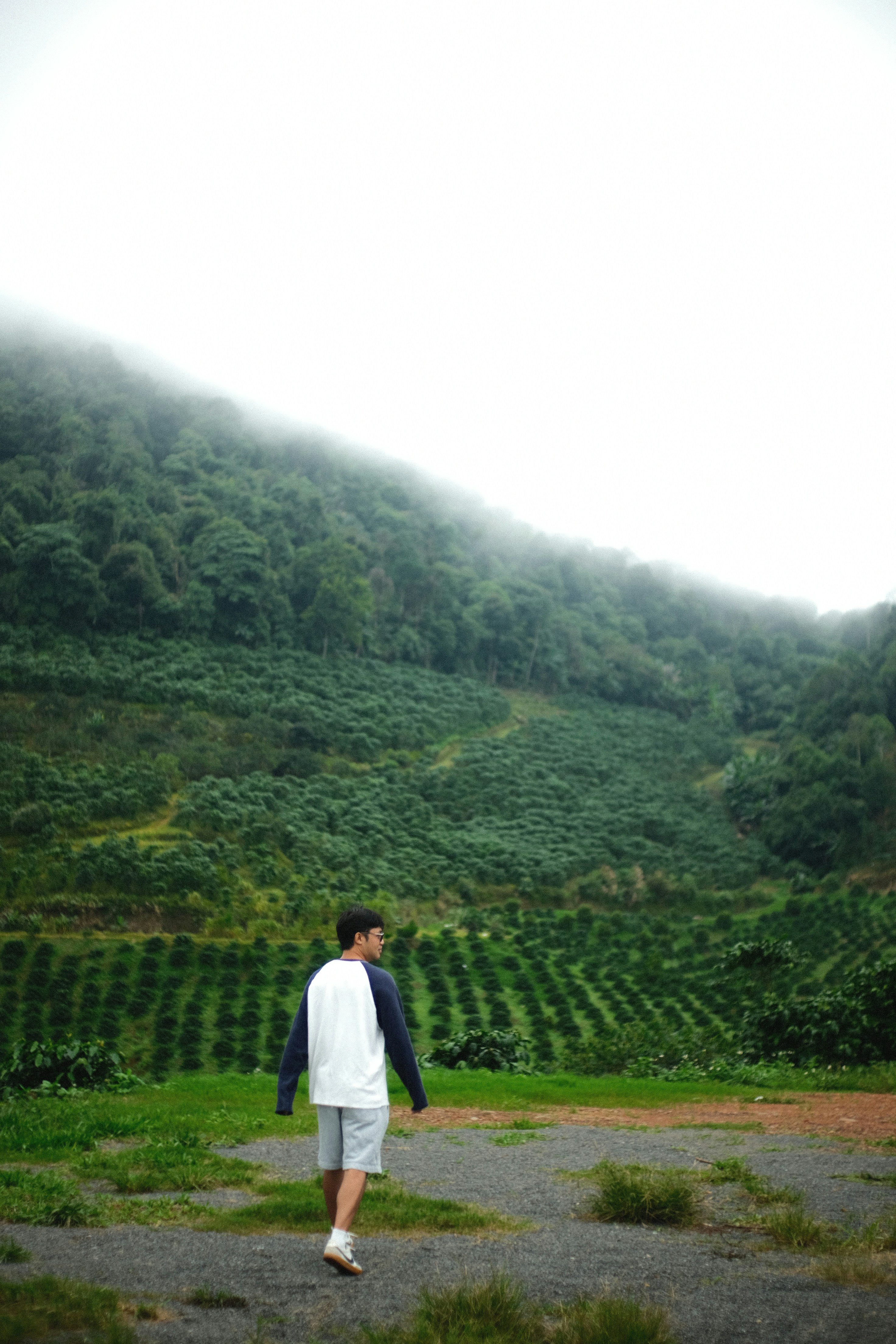 Path Through Misty Terraced Hills