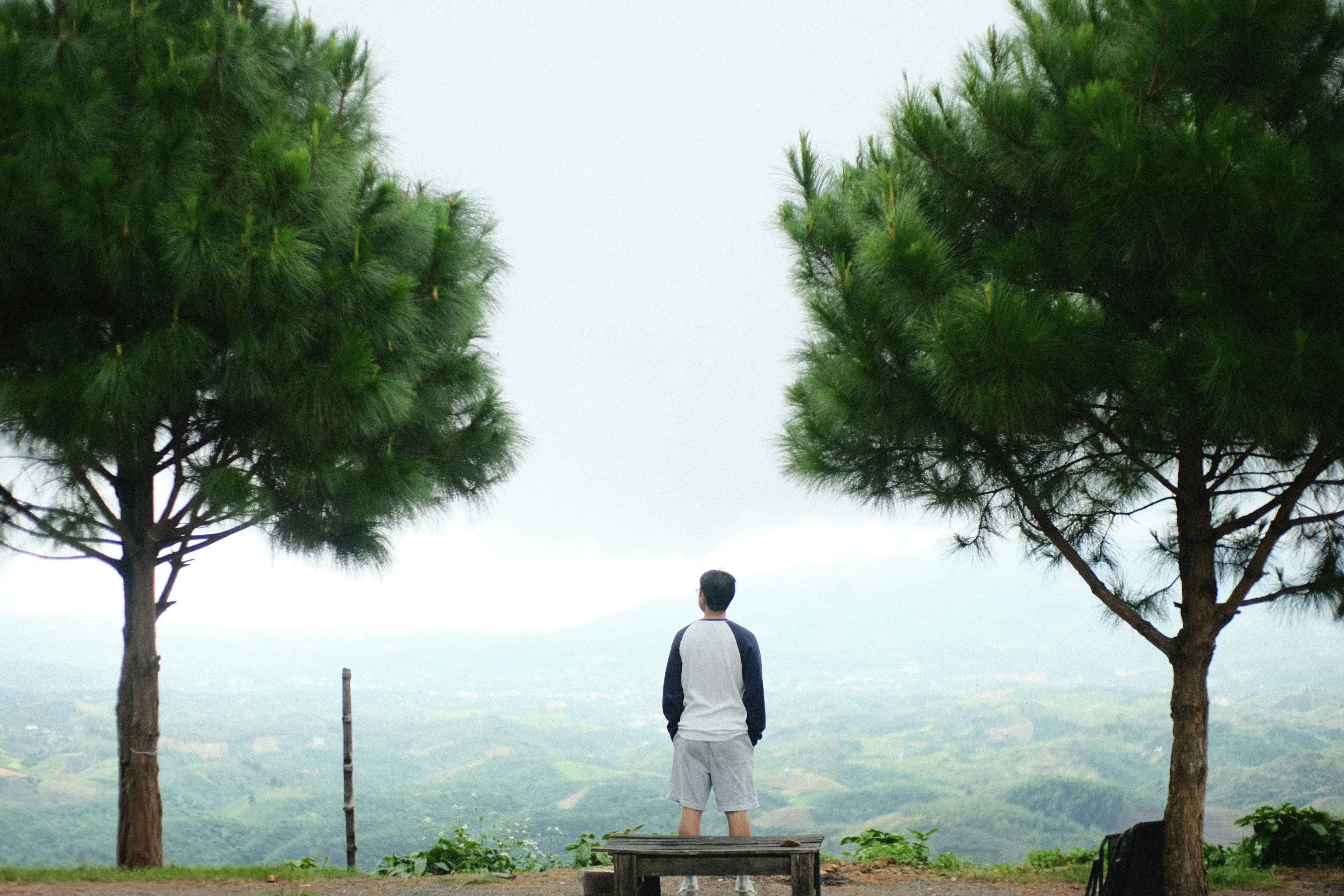 Top of the Hill: Lone Observer Framed by Pines Overlooking a Valley
