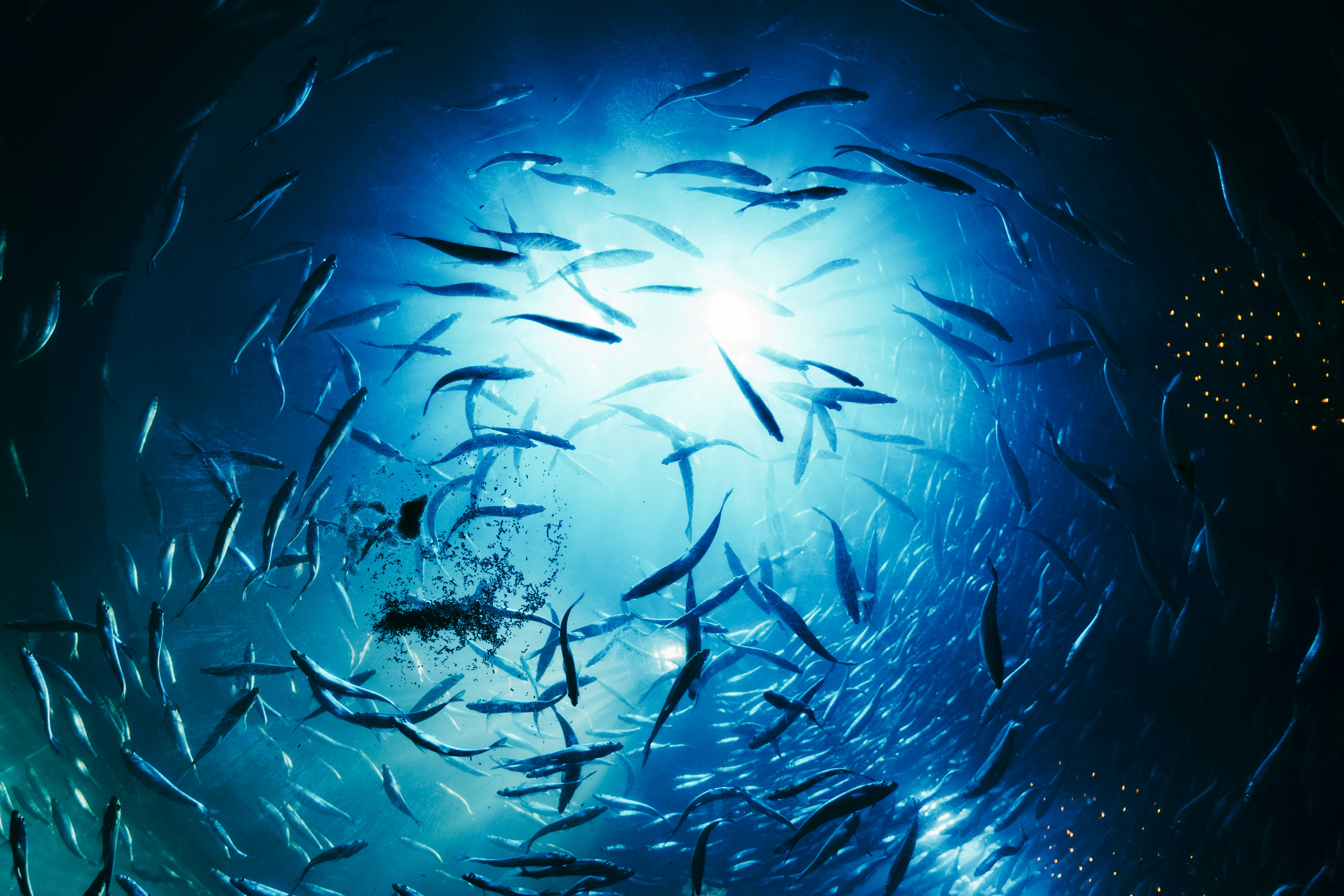A swirling congregation of fish illuminated by a blue abyss, with a swimmer shadow in the center, captured underwater with a wide view.