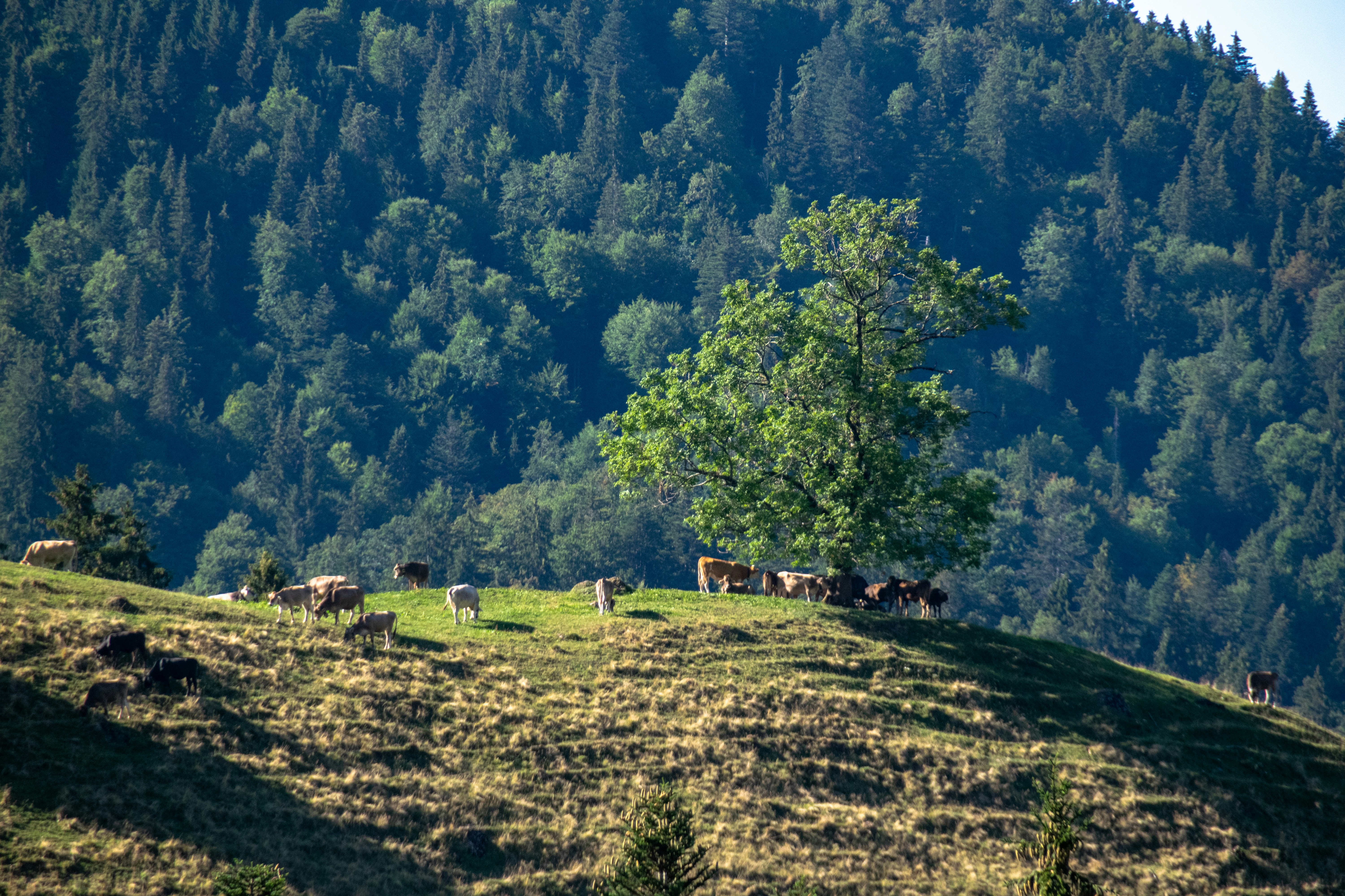 Cattle Crossing the Sunlit Hill Beneath a Quiet Forest