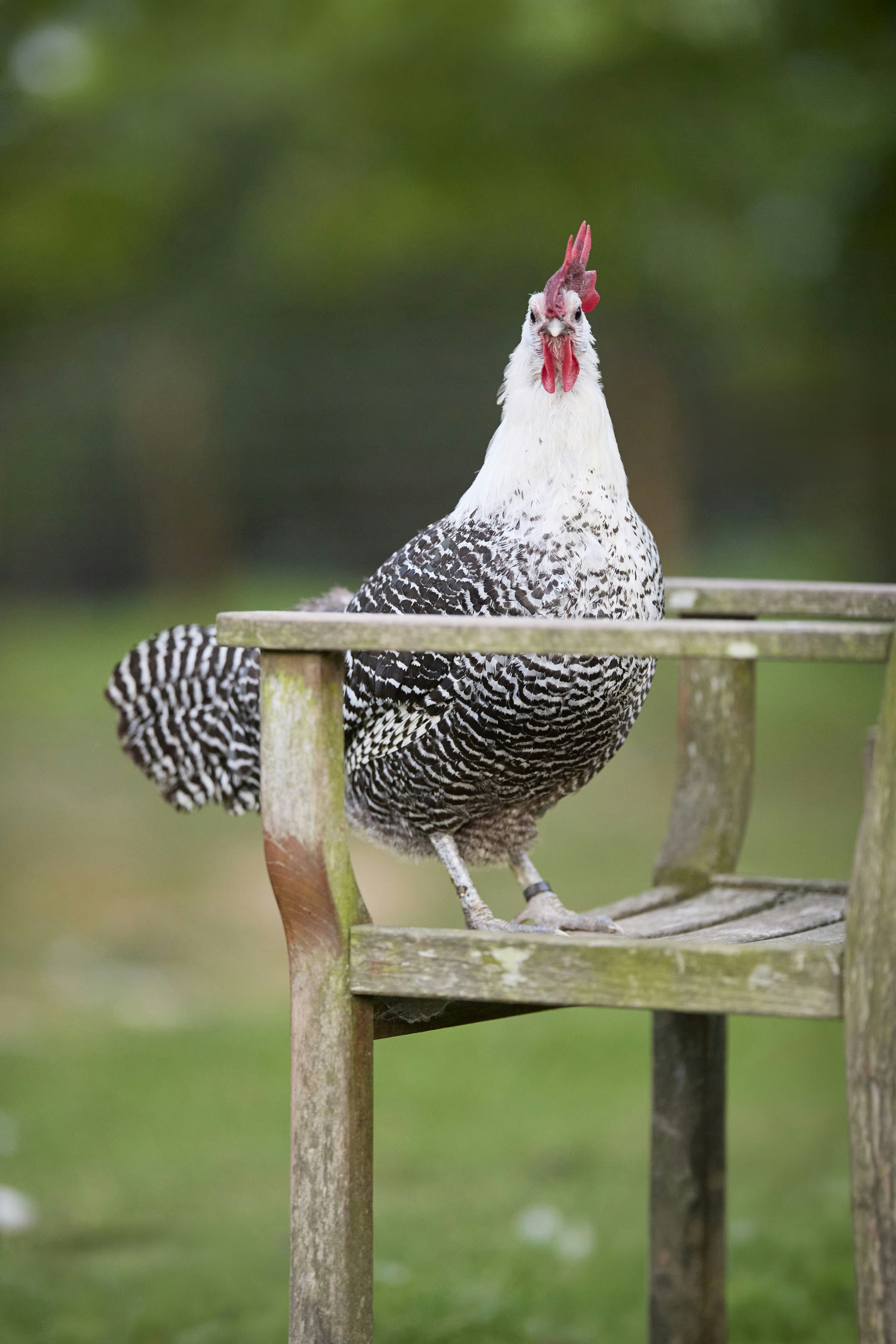 An alert braekel chicken with striking black and white patterned feathers, a vibrant red comb, and wattles, perches confidently on a weathered wooden chair outdoors, looking directly at the camera.