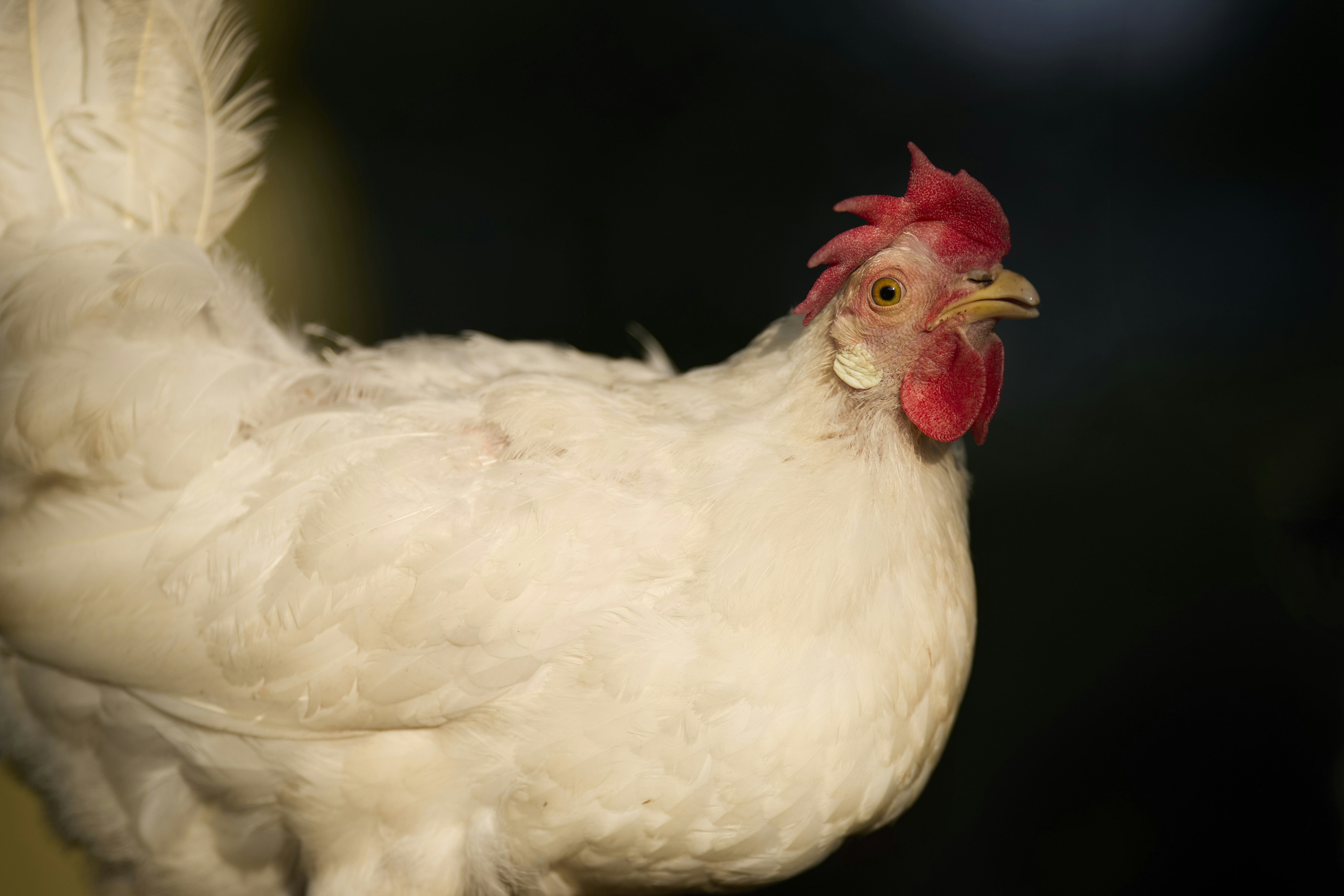White Hen in Focus: Close Portrait of a Rooster Against a Dark Backdrop