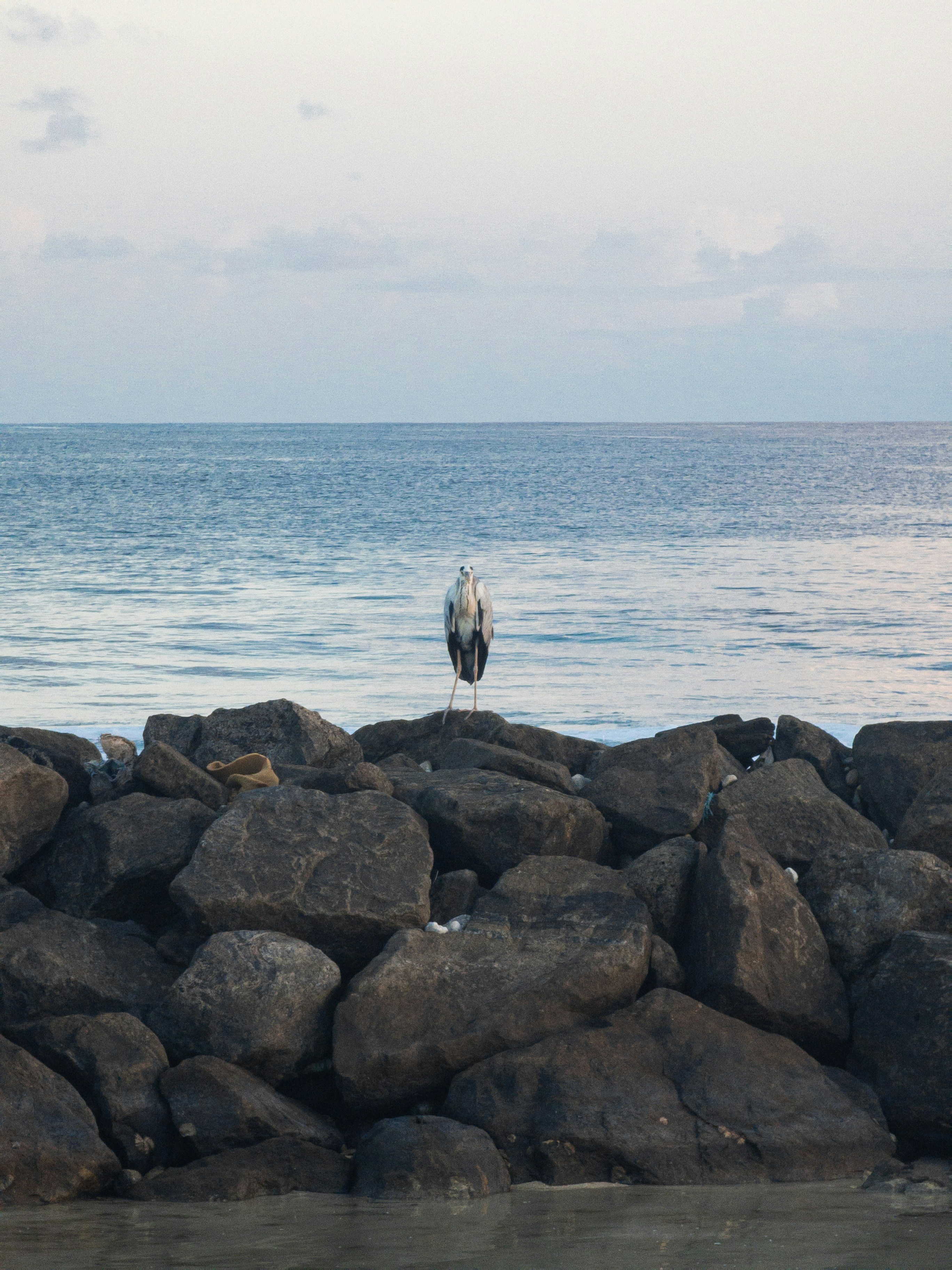 Rocky Shore Posture: A lone egret watches the horizon from the breakwater