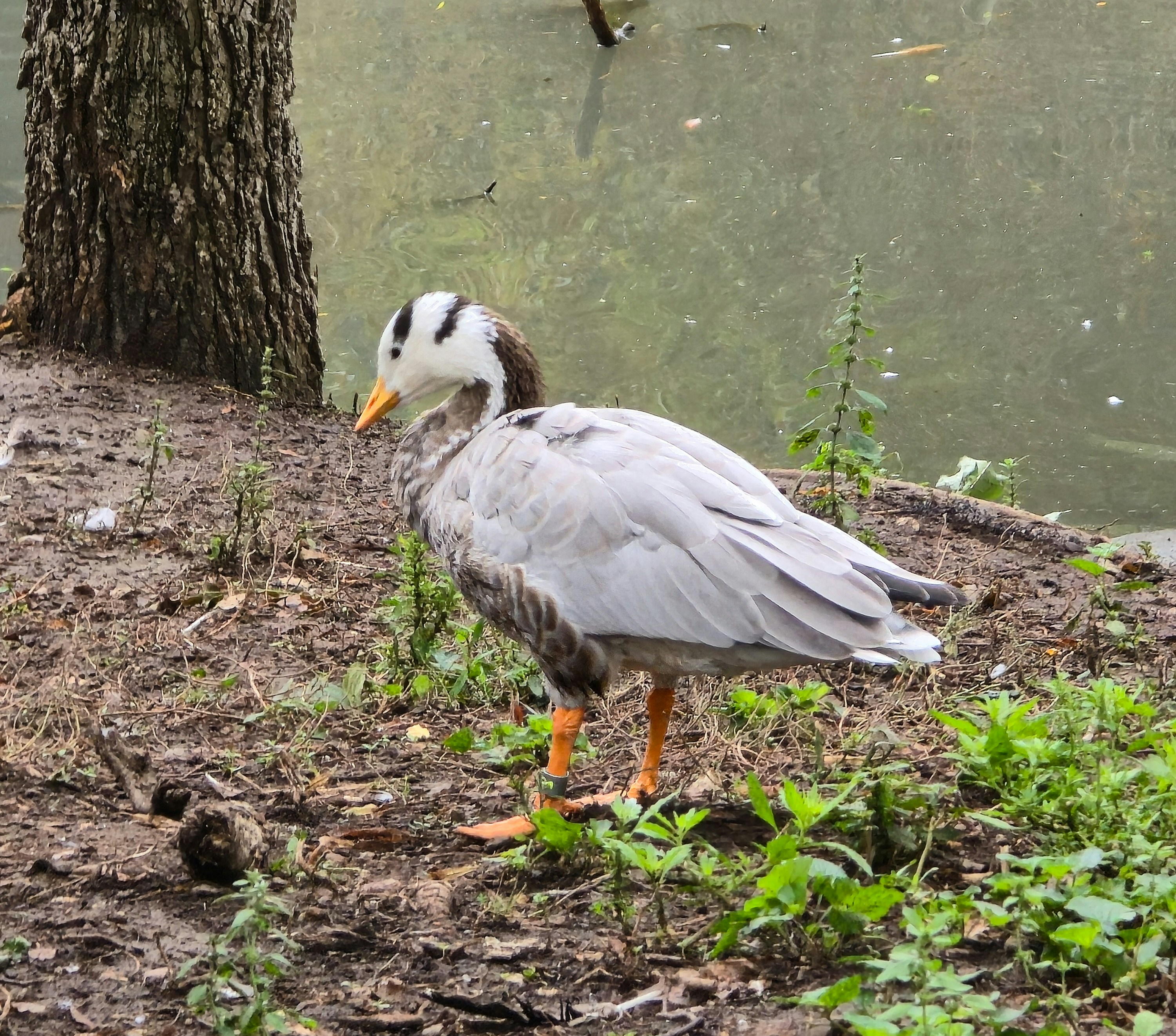 A calm duck by the pond’s edge under dappled shade