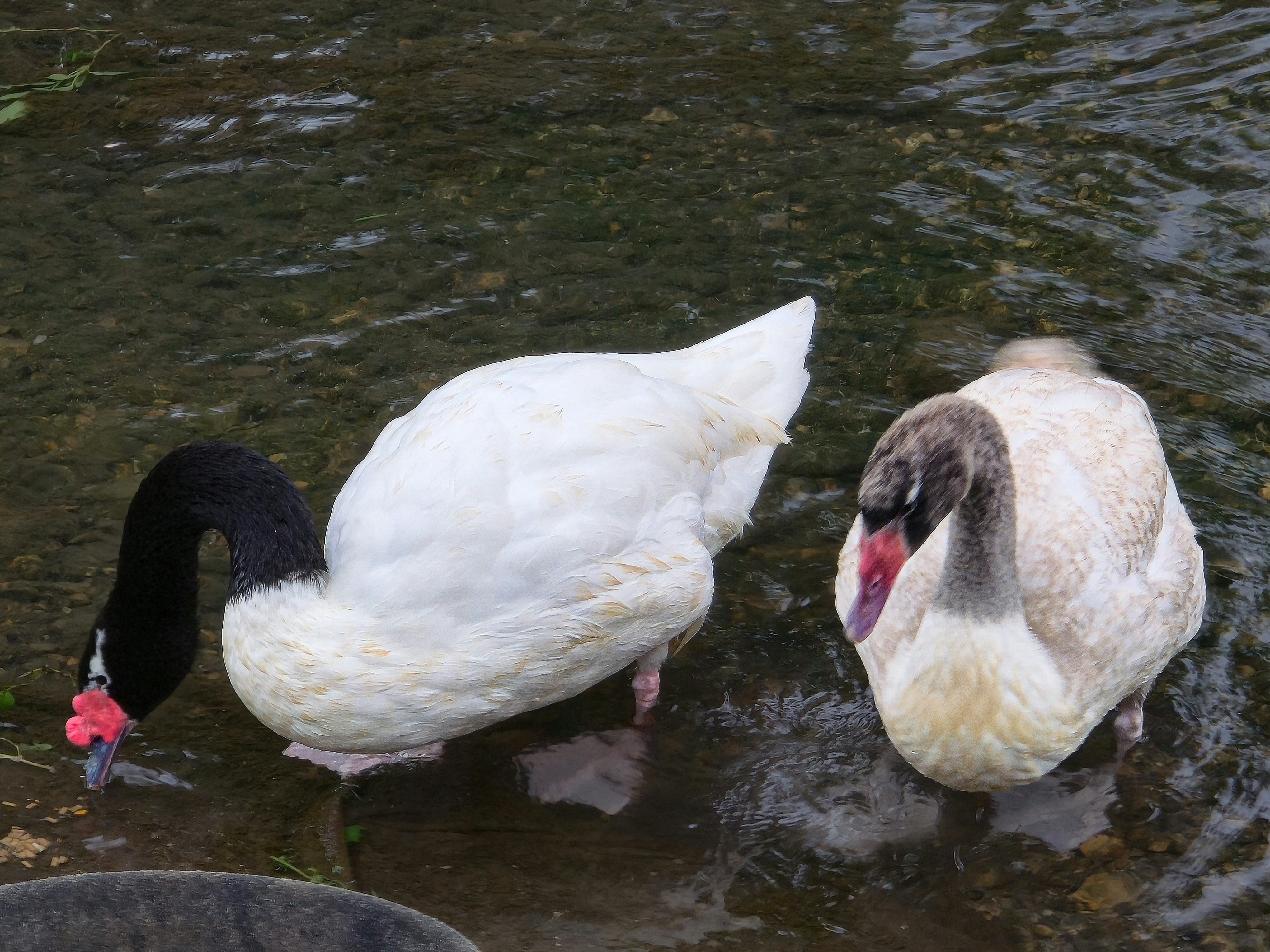 Two swans at the water’s edge: contrast and calm