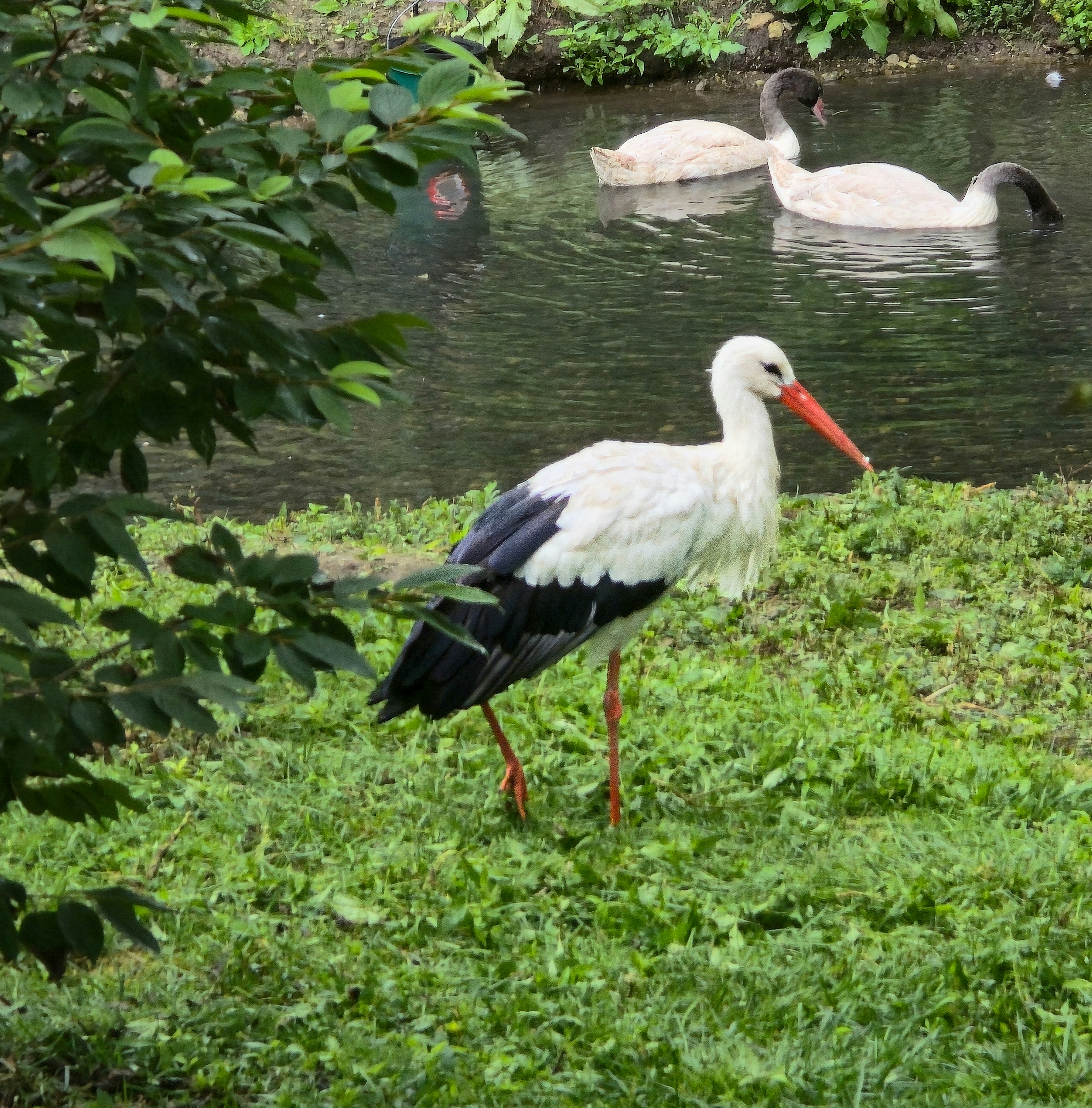 Stately White Stork in a Green Riverside Patch