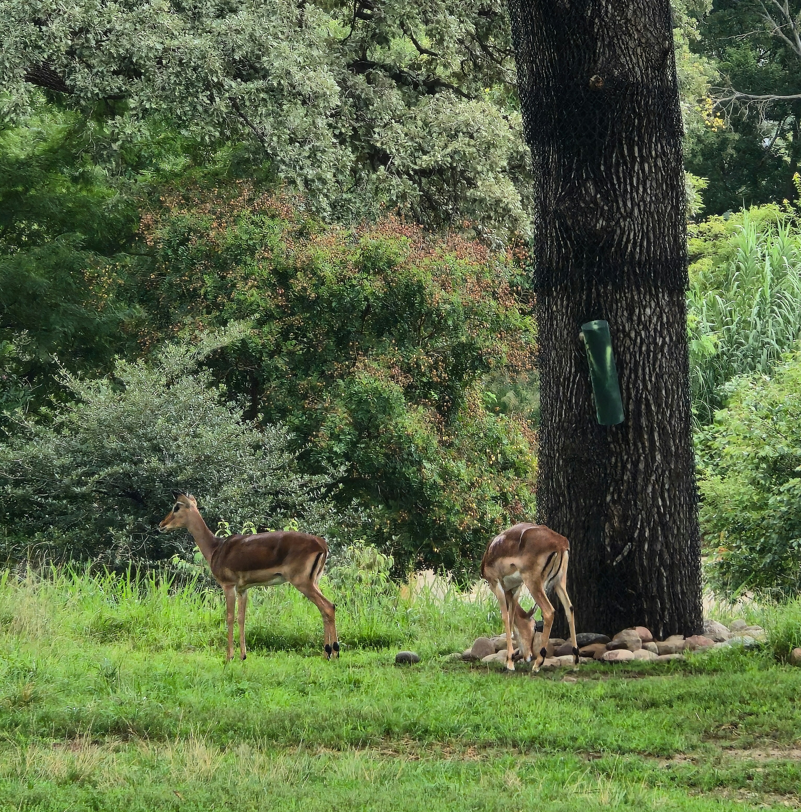 A Bystander at the Orchard: Gazelle-like Fawns Beside a Sturdy Tree