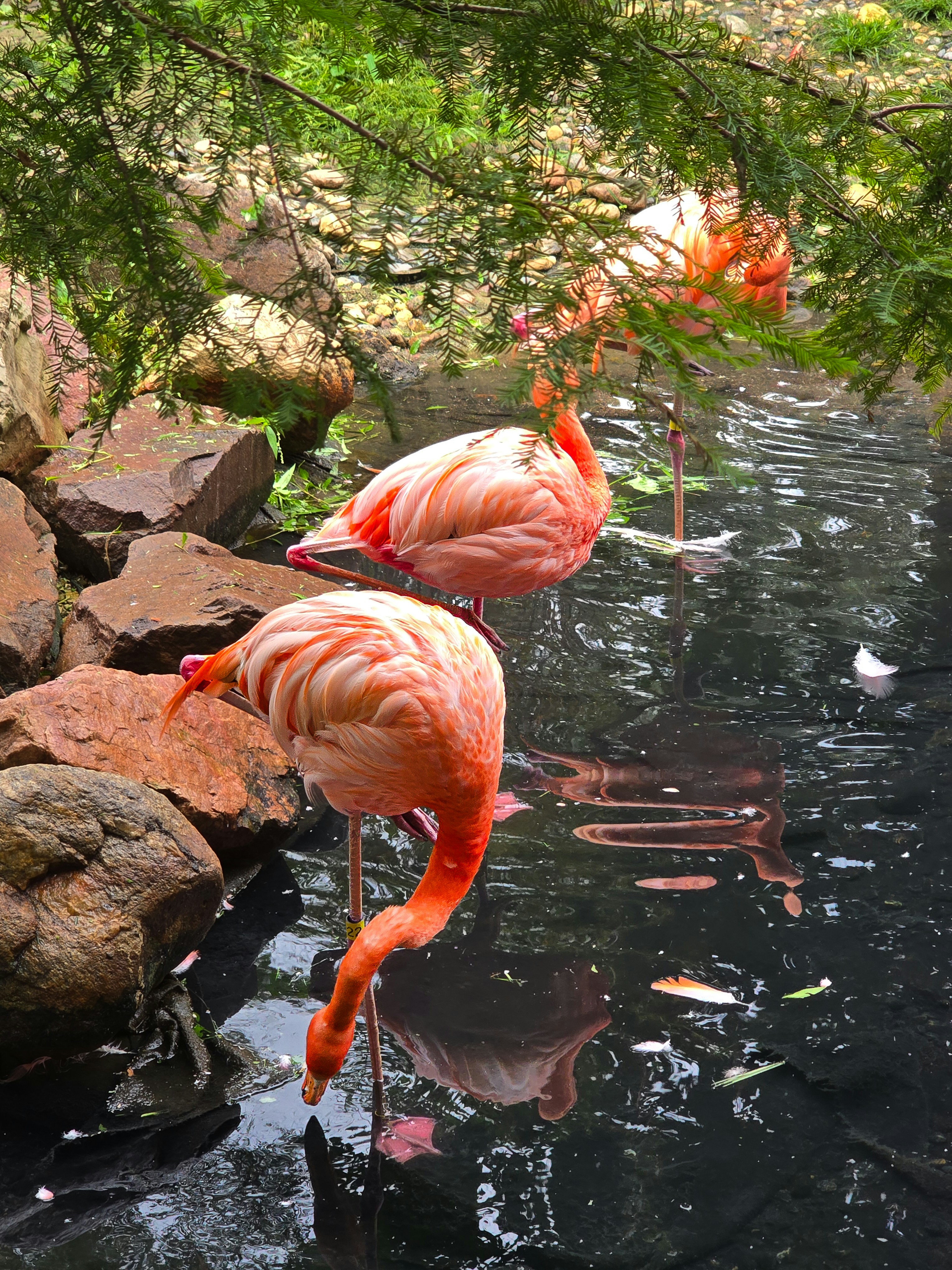 Flamingo Trio by the Water's Edge