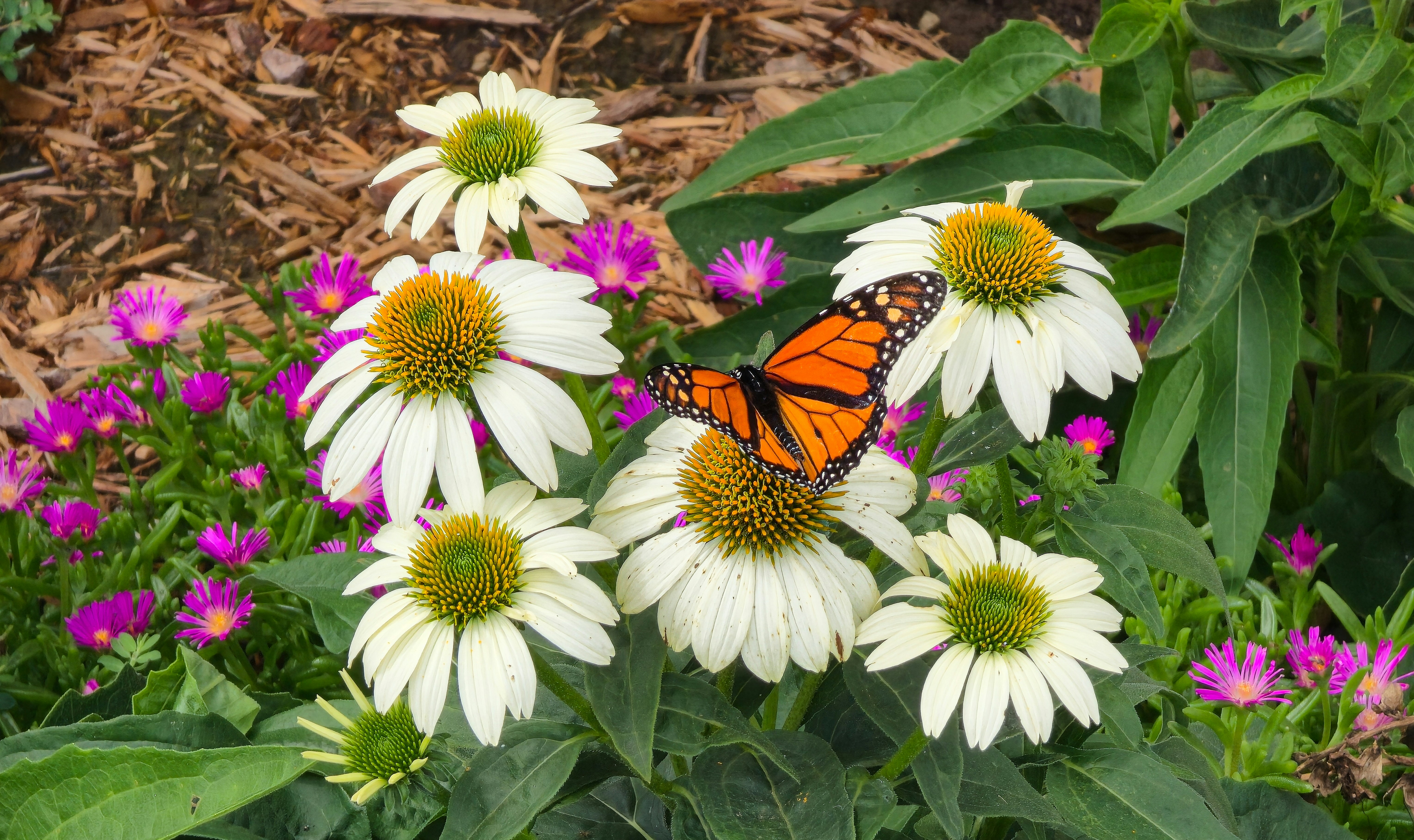  monarch on a white-gold bloom: a butterfly resting amid cheerful daisies 
