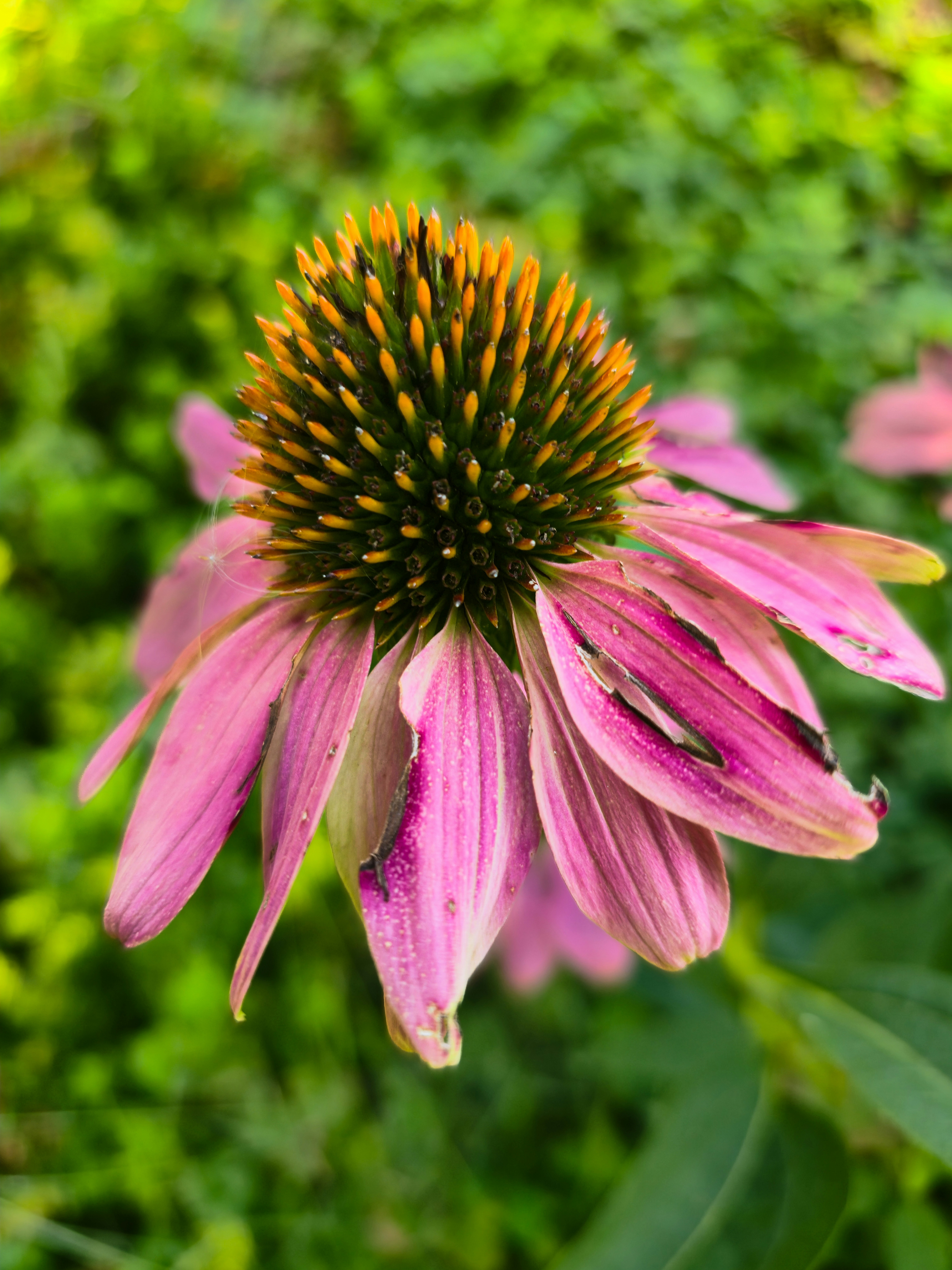 Petal Crown: A Pink Coneflower Reaches Toward the Light