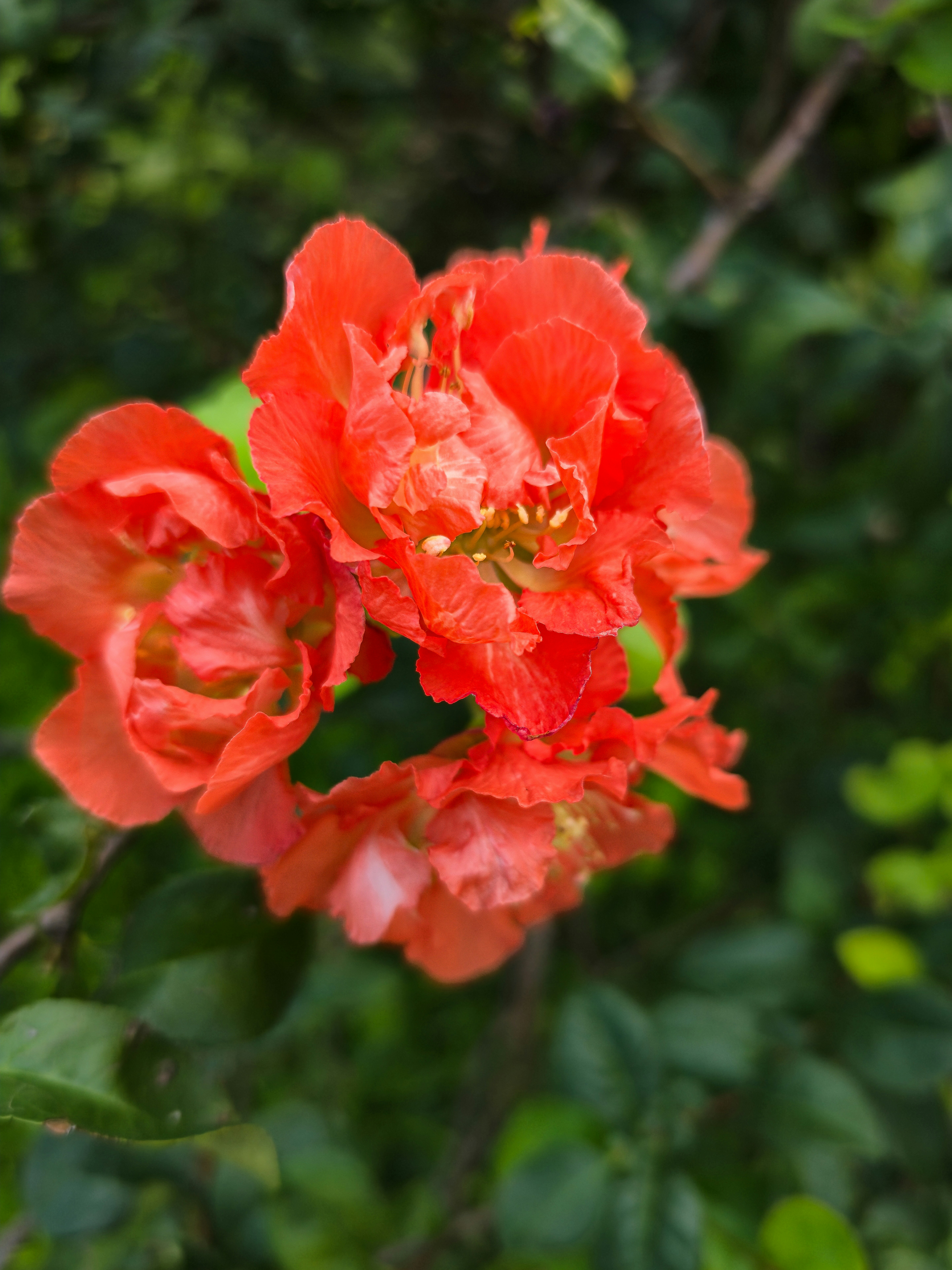 Coral Bloom: A Close-Up of Vibrant Red Petals Against Green Foliage