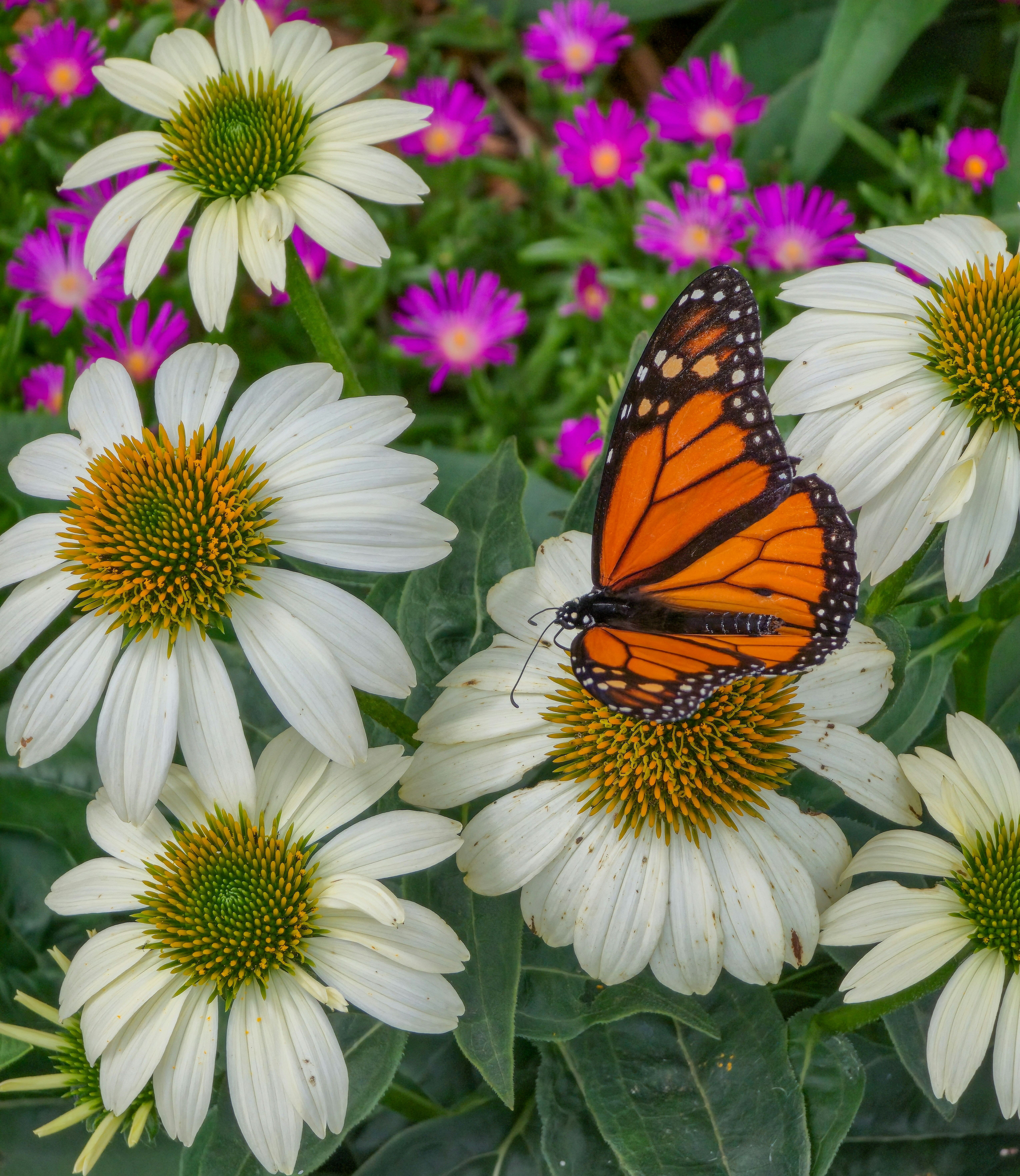  Monarch on a dais of daisies: a butterfly among radiant white petals