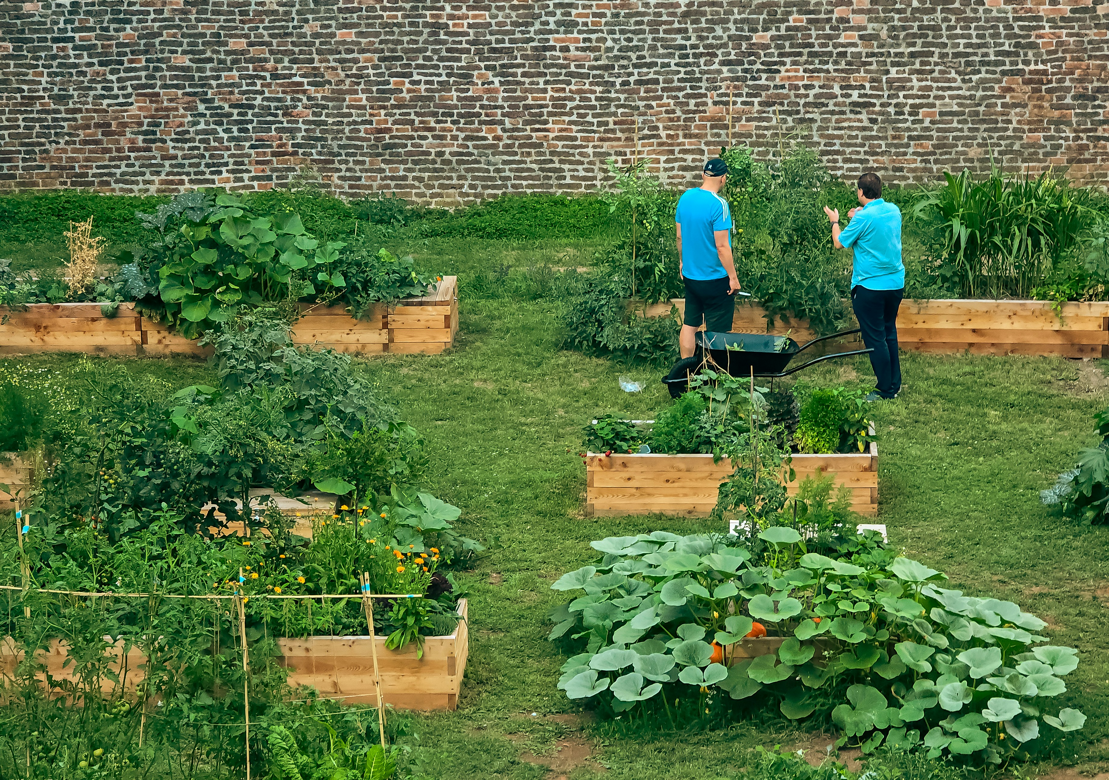 Two gardeners tending raised beds along a brick wall