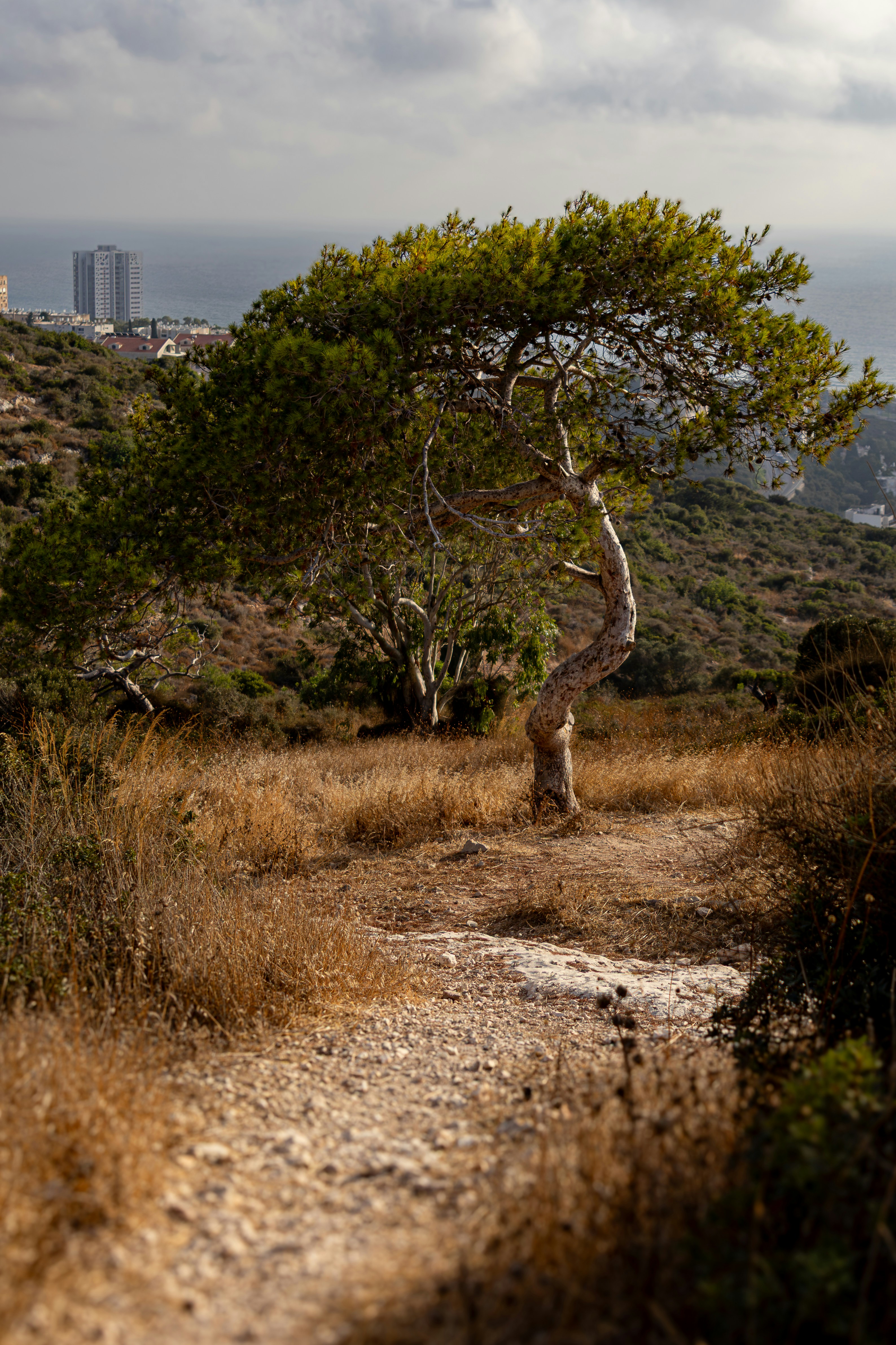 A windswept tree on a sunlit hillside with a distant city and sea beyond, conveying arid scrubland and a rugged path. Photograph captured on a natural landscape scene.