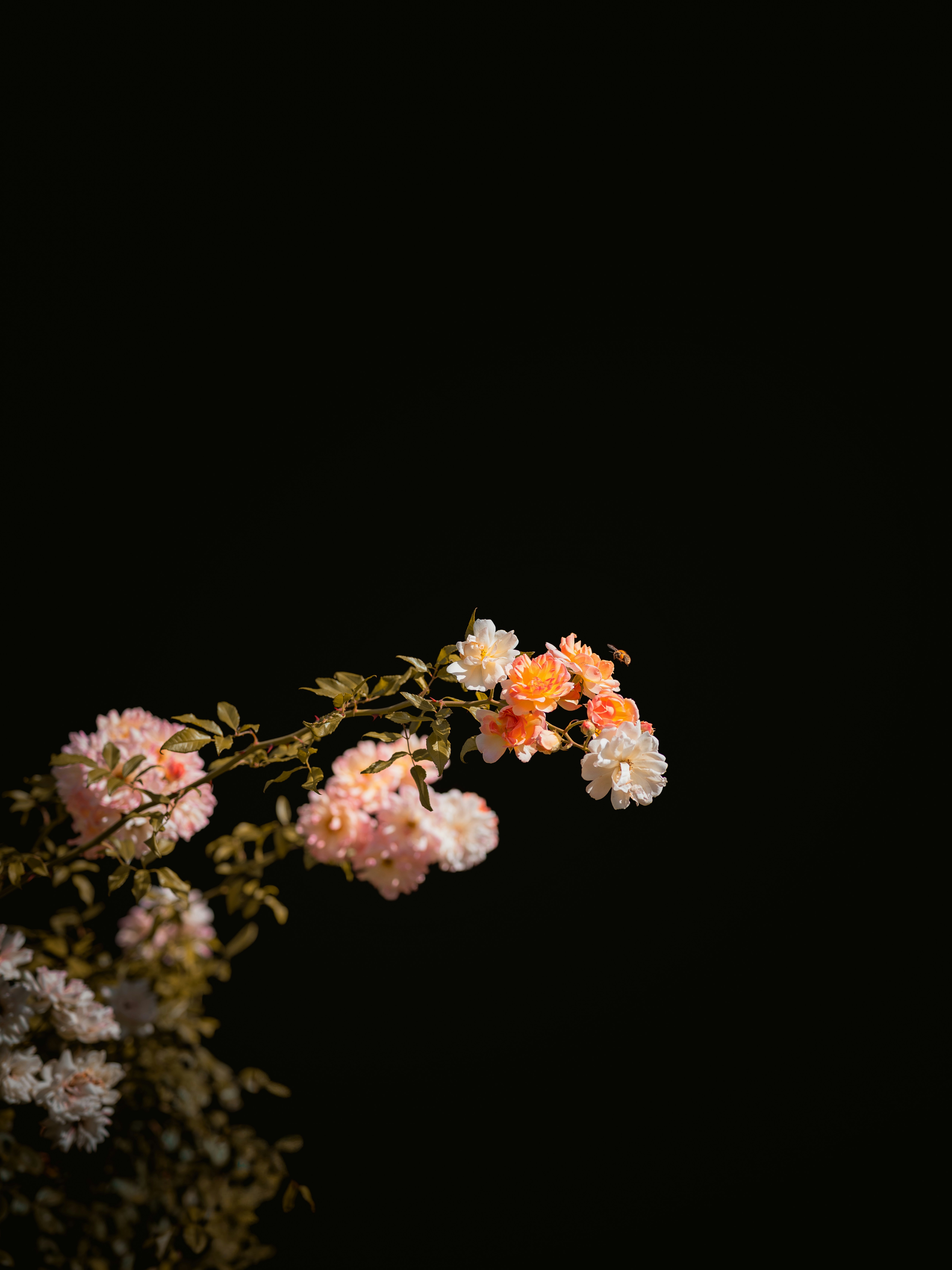 Isolated Bloom Arc: Night-studied Bouquet Reaches into Darkness