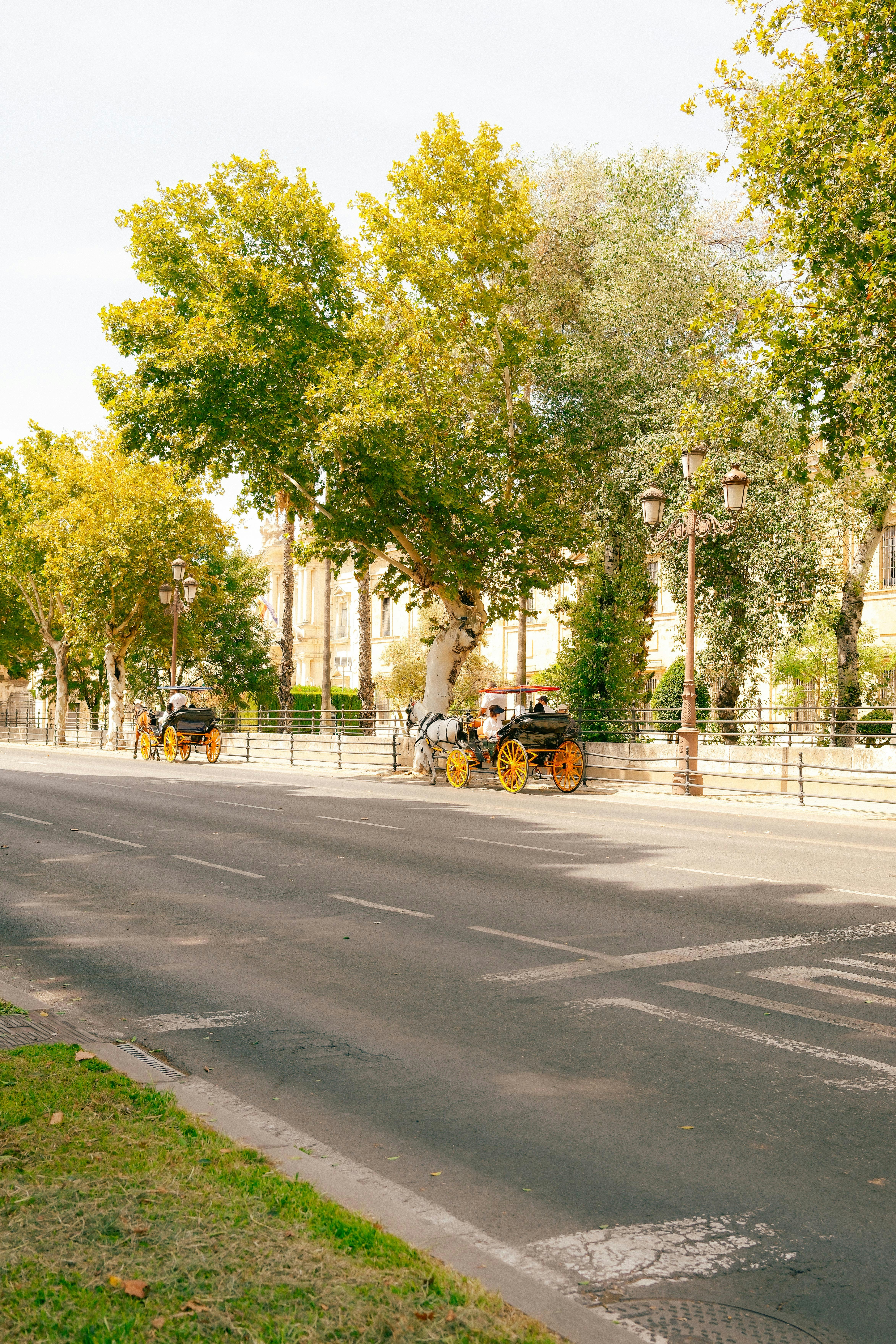 Horse-drawn carriages along a sunlit city street