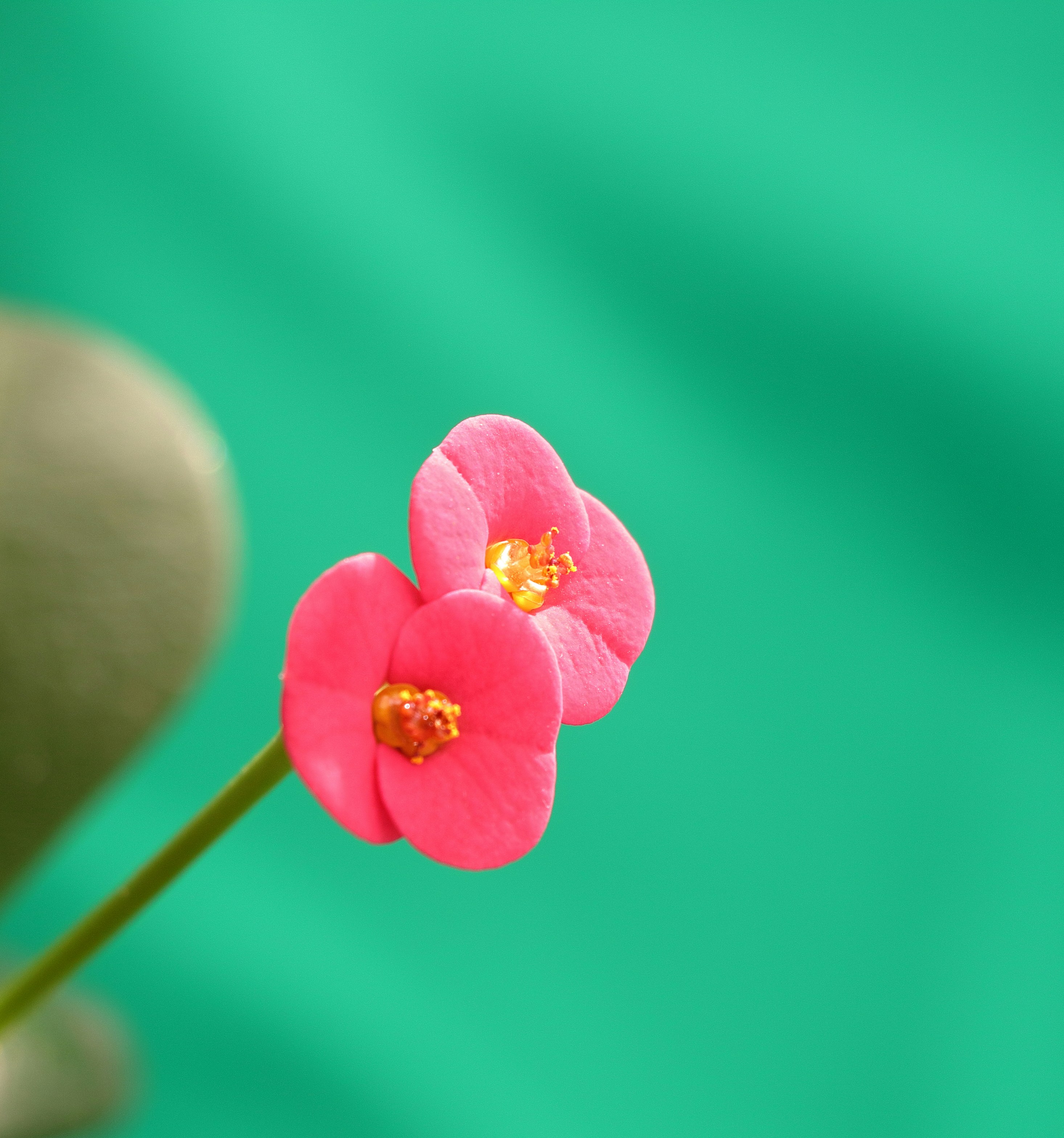 Petal Duo: A Tiny Blossom in Sharp Focus