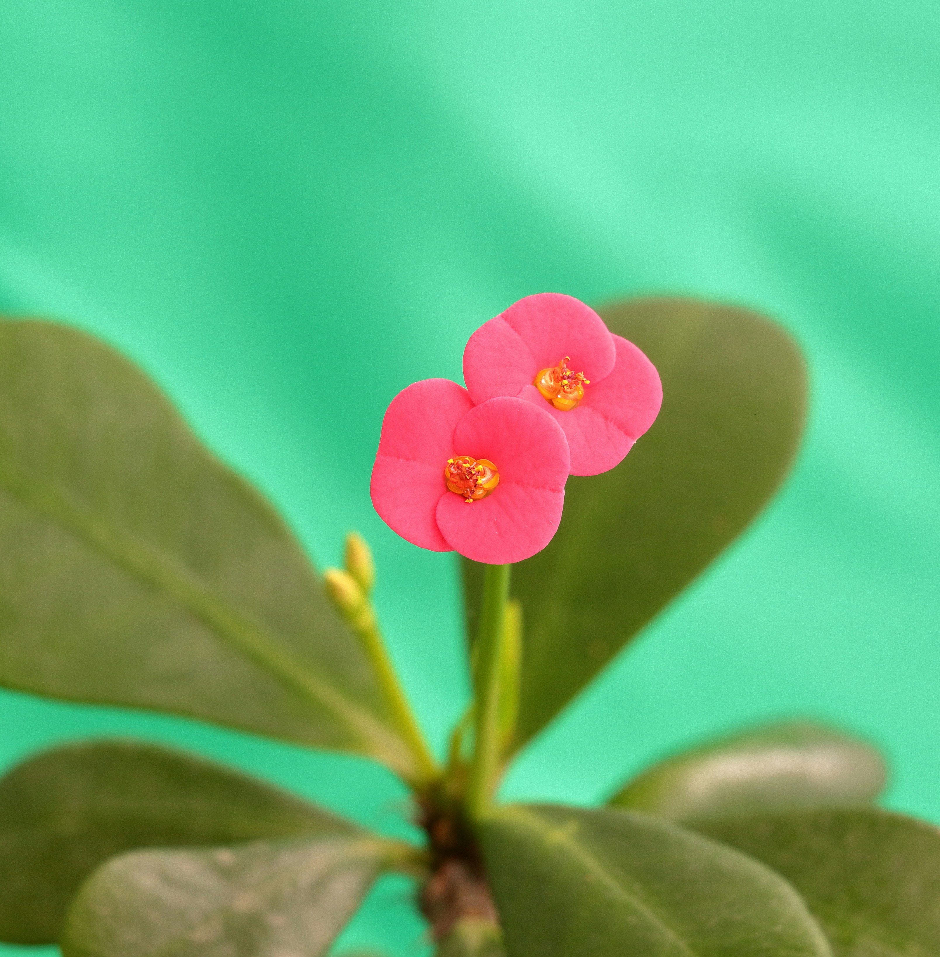 Two pink blooms rise from a glossy green stem against a minty backdrop