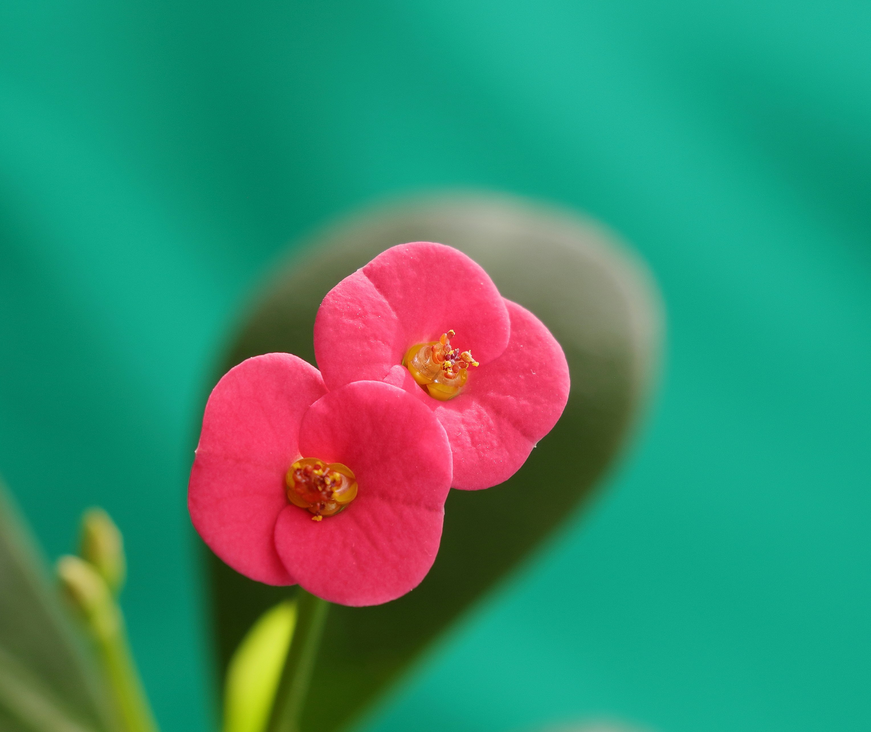Crimson Bloom: Duo of Pink Flowers Against a Velvet Green Backdrop