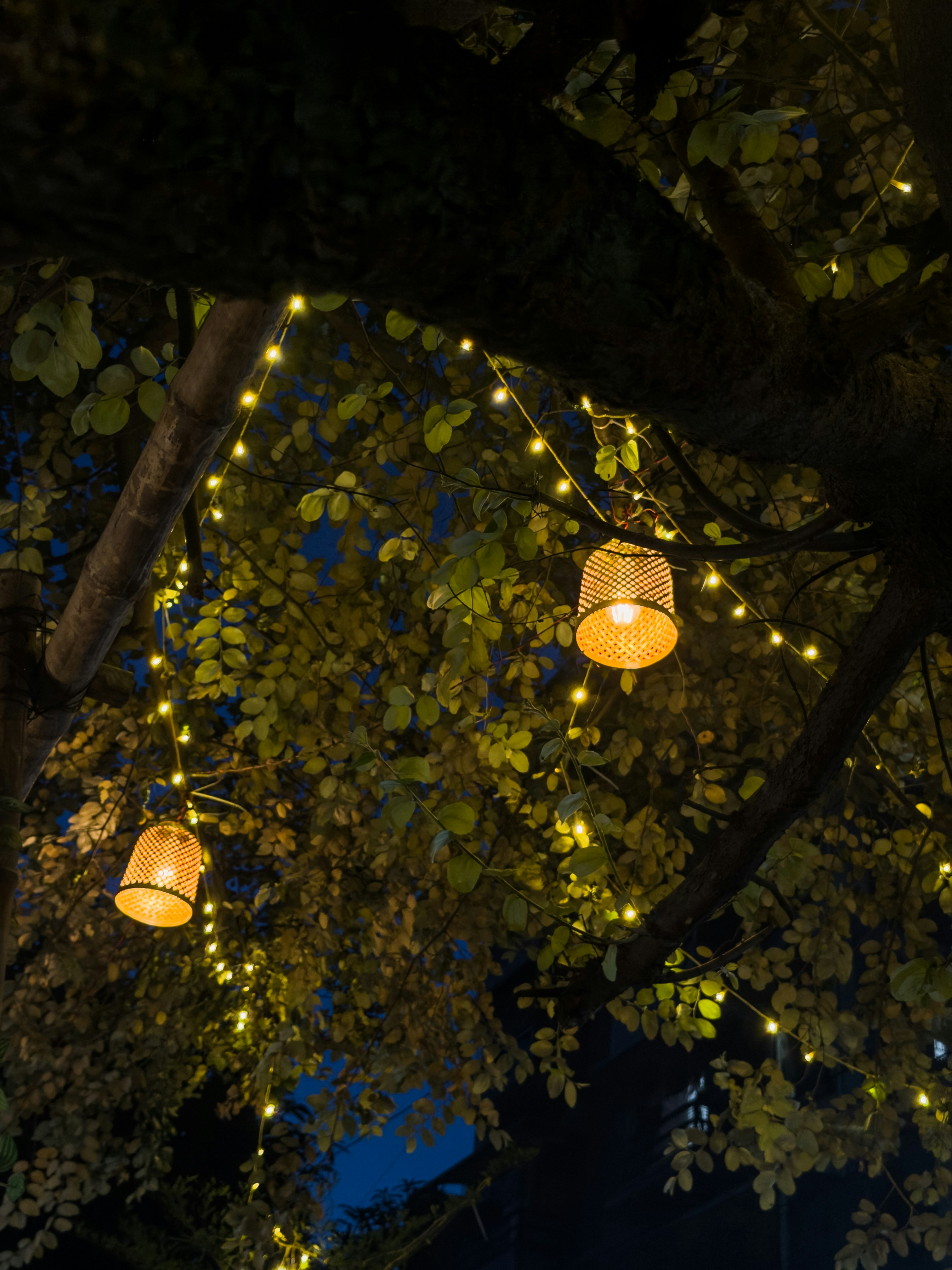 Glow beneath the canopy: string lights in dusk foliage