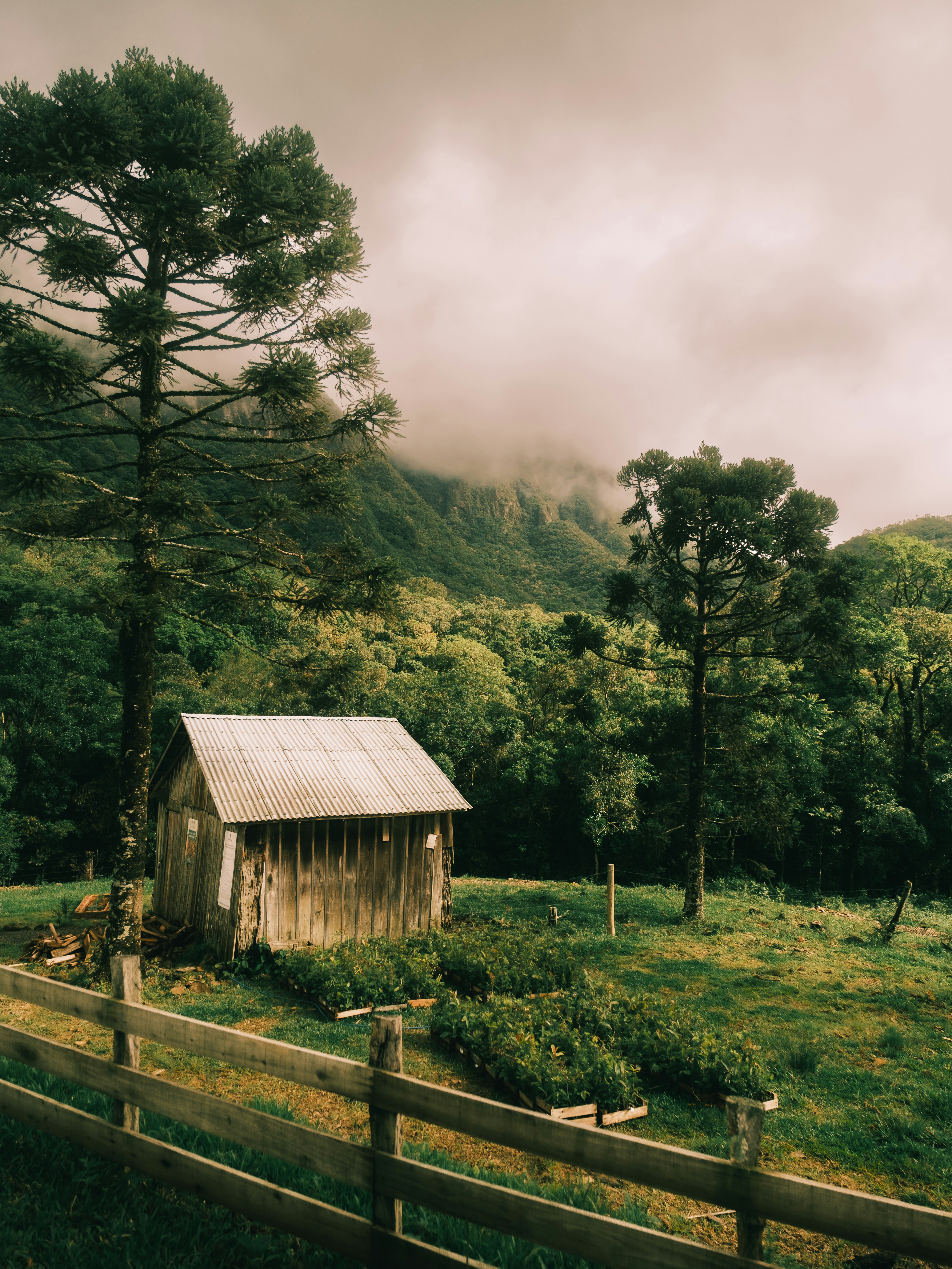 Rustic cabin and pine forest under low-hanging mist