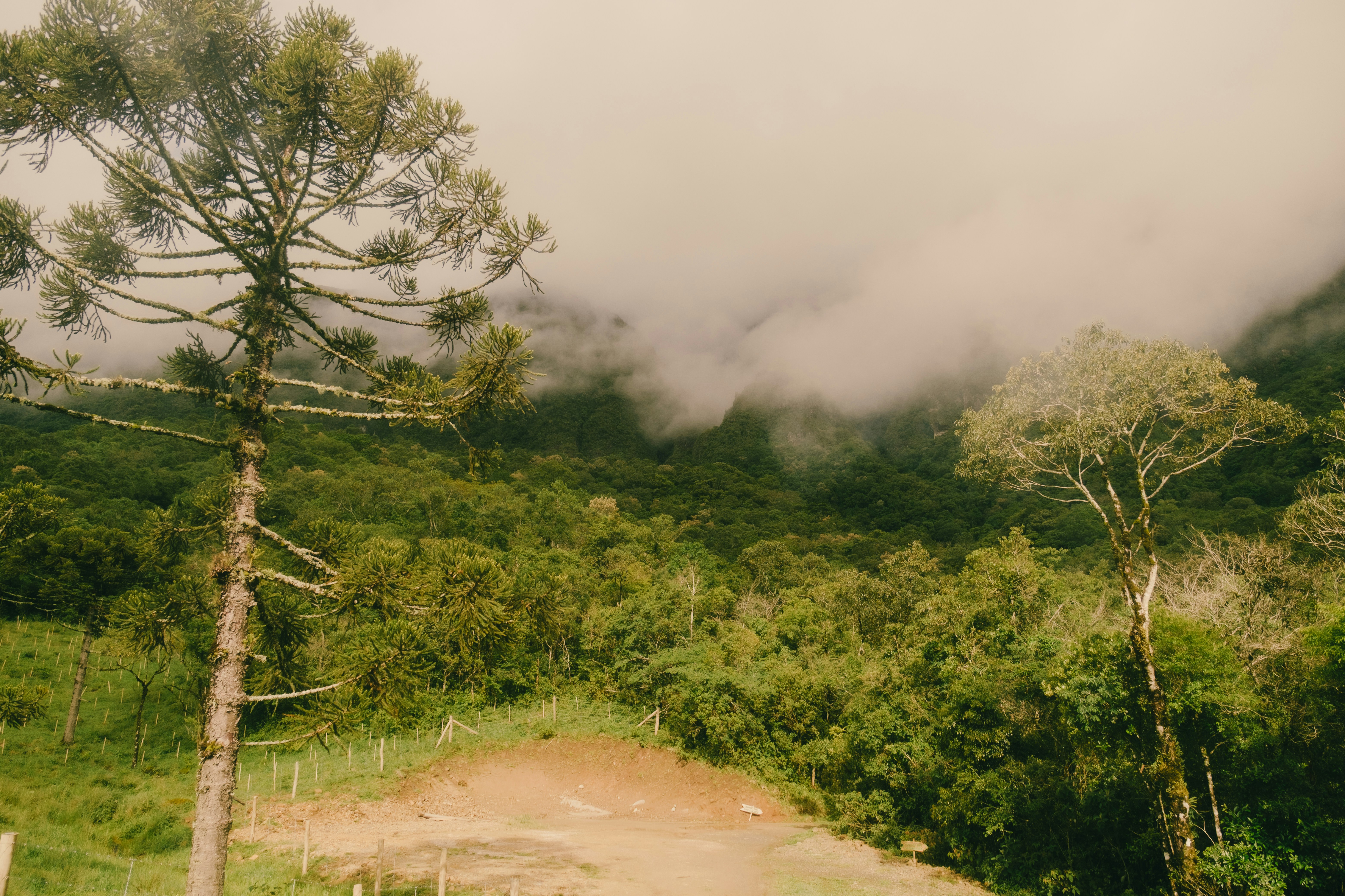 Mist on the Ridge: Pathway into a Cloud-Wrapped Forest