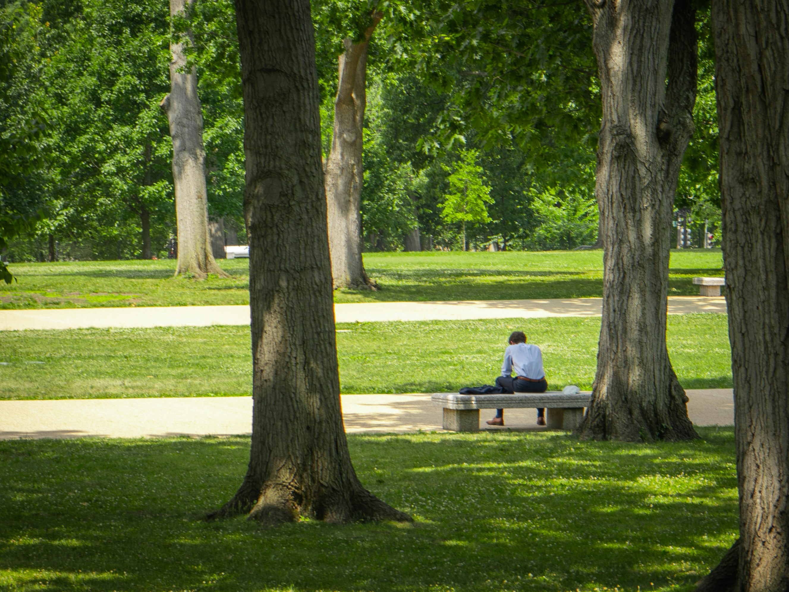 Solitary Reader in the Shade of Ancient Oaks