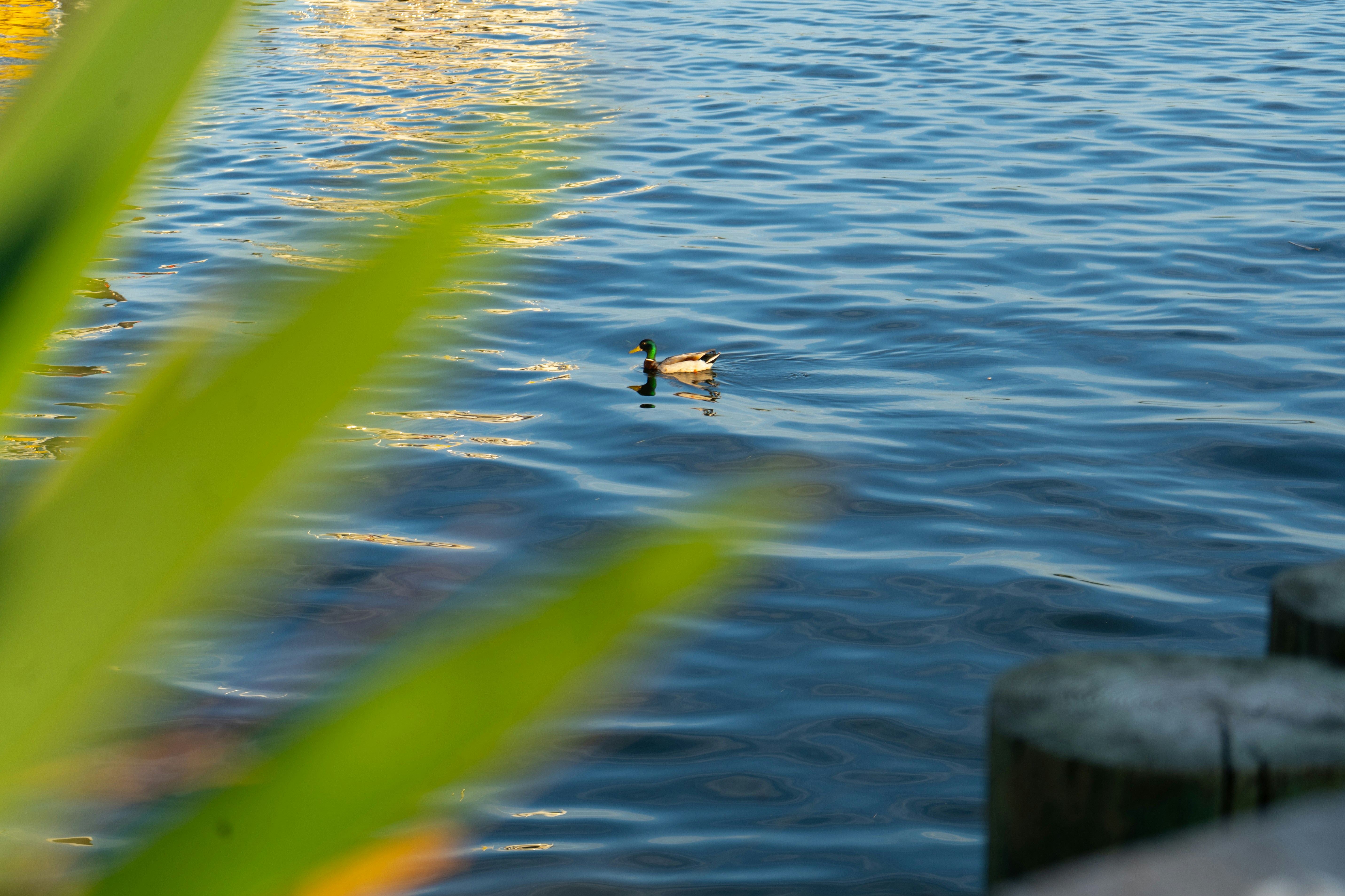 Distant Duck on Quiet Blue Waters