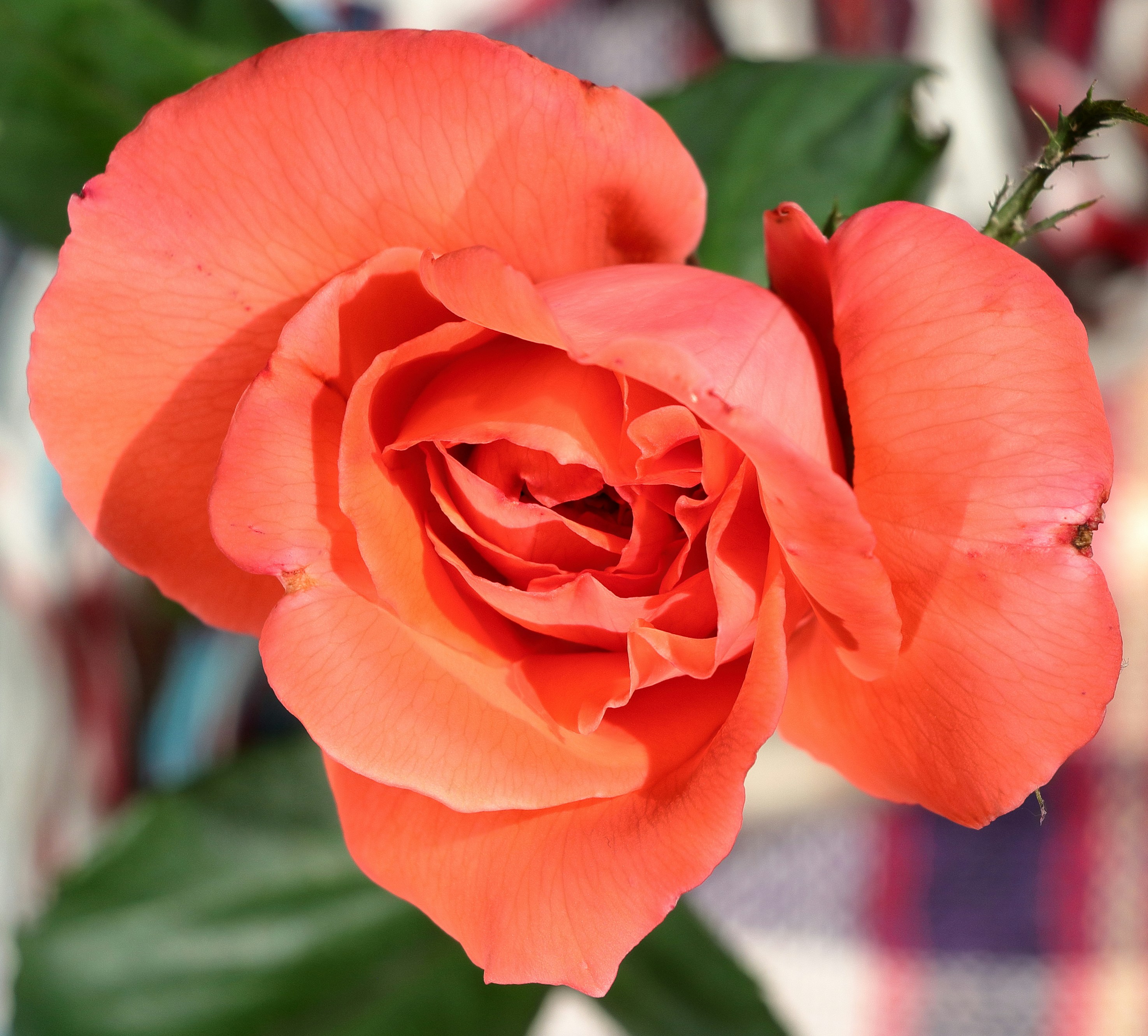Close-up Bloom: Coral Rose in Full Frill