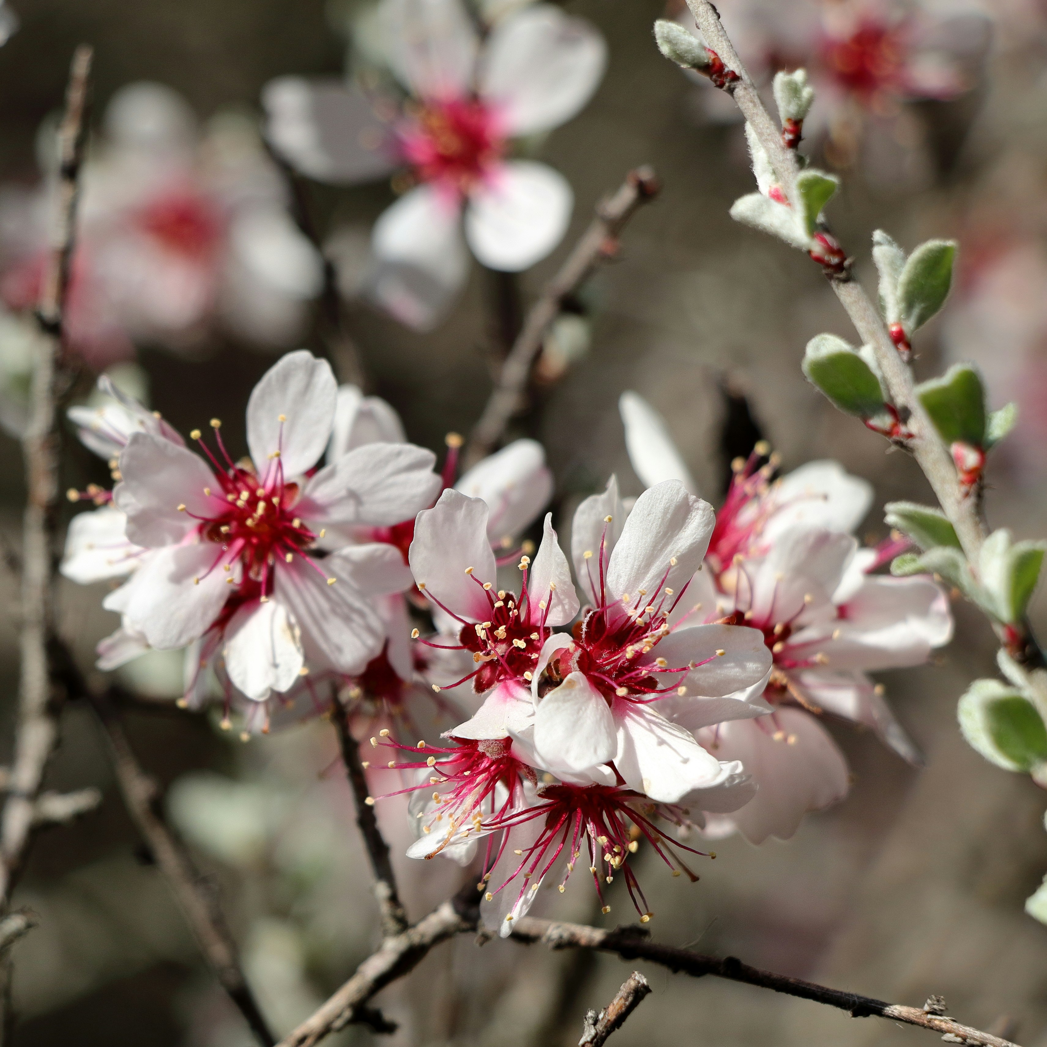 Blossoms in Focus: A Close-Up of Spring's Pink Bloom