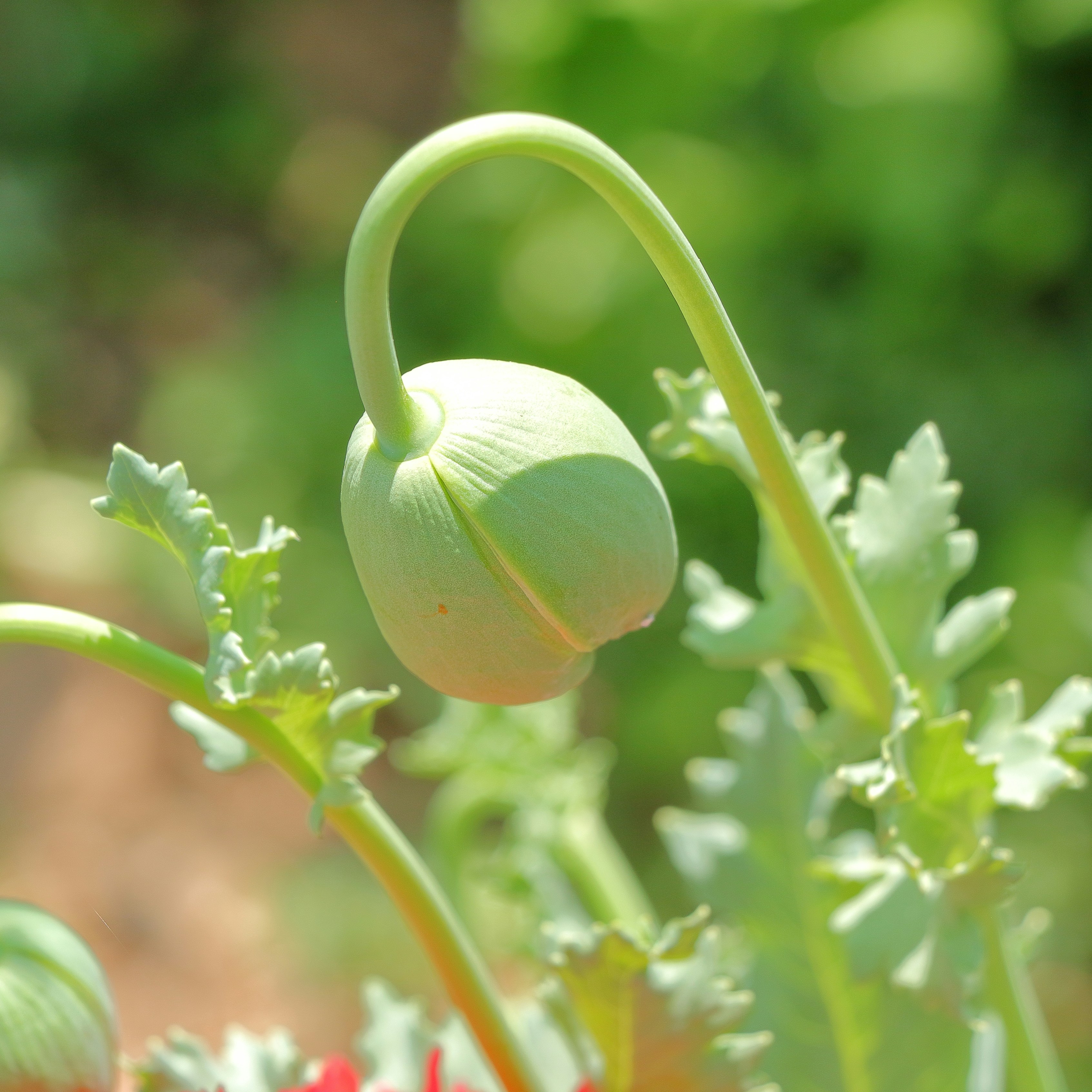 Emerging Bud: A delicate green poppy poised in spring light