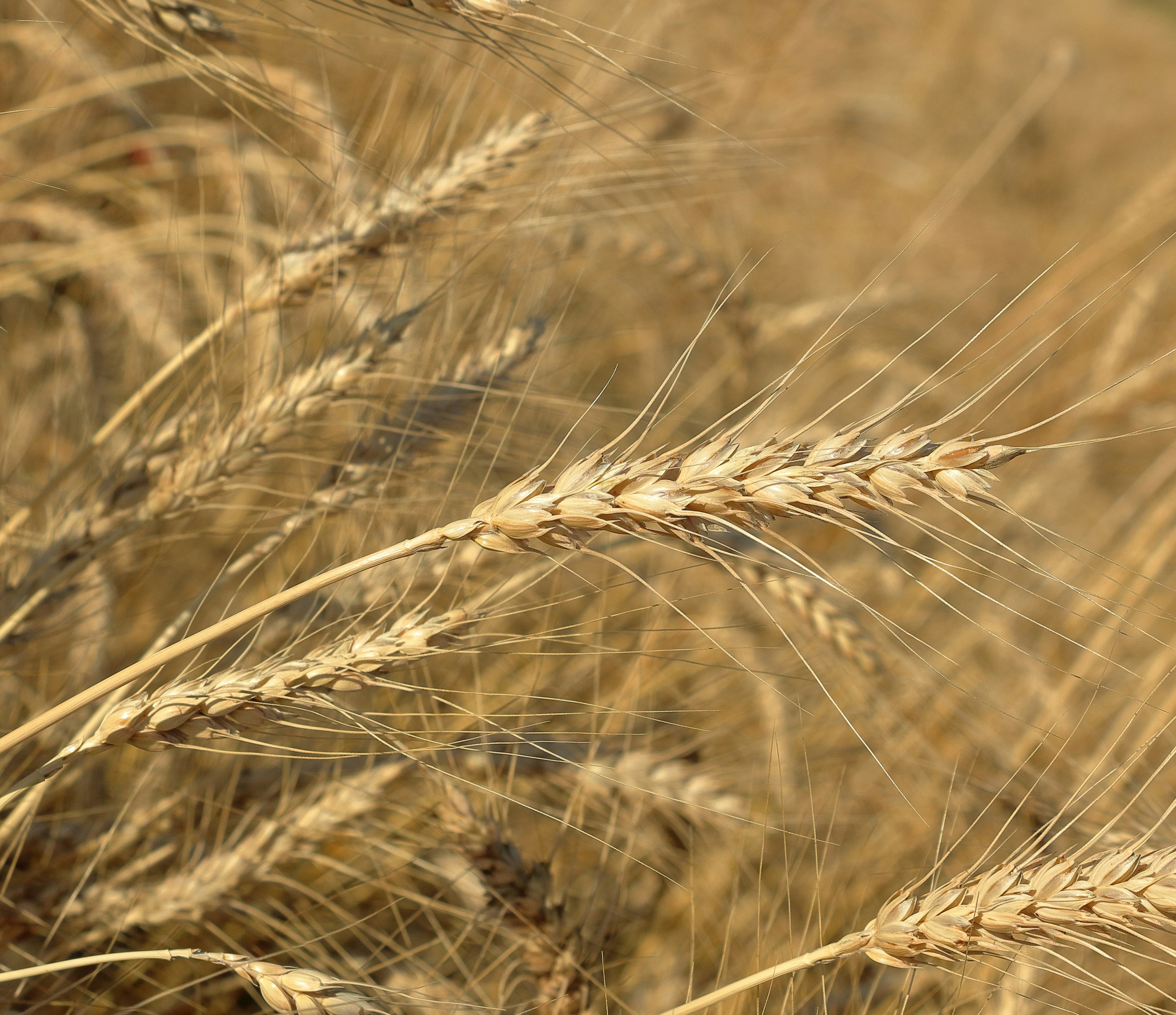 Amber Waves in Focus: Close-Up on a Wheat Head