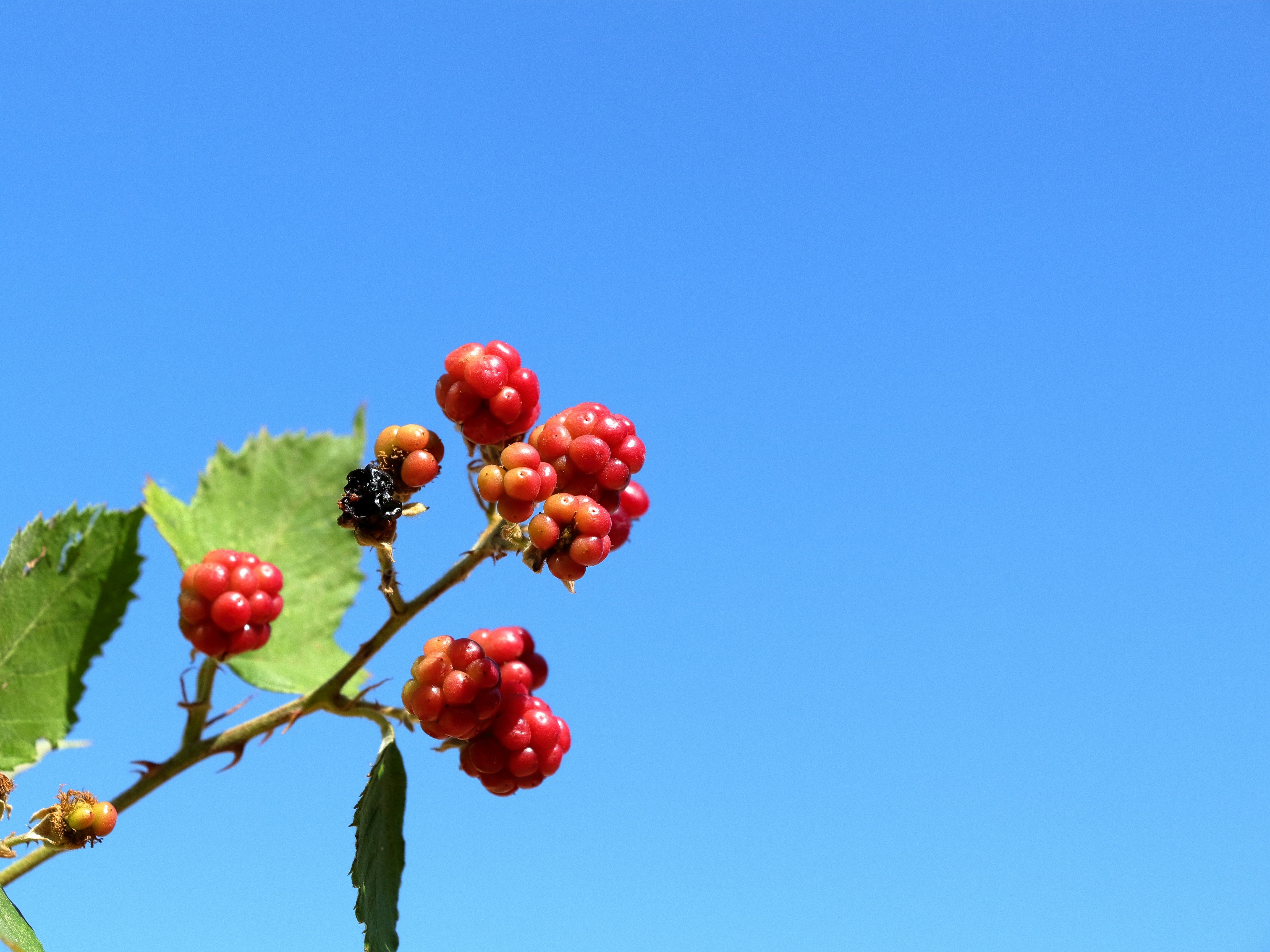 Vibrant berry cluster reaching toward a clear sky