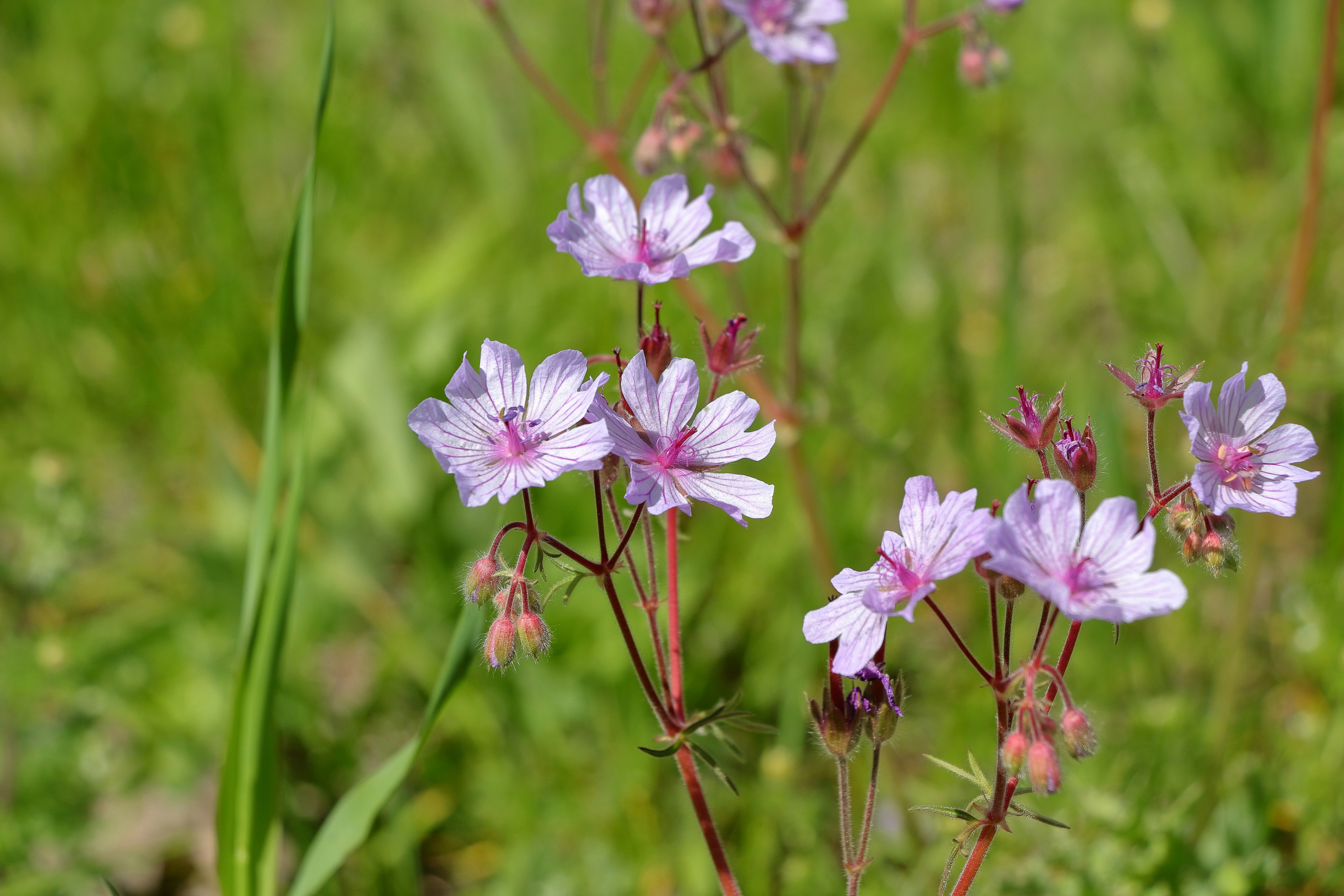 Petaled Ambers: Pink Wildflowers in a Sunlit Meadow