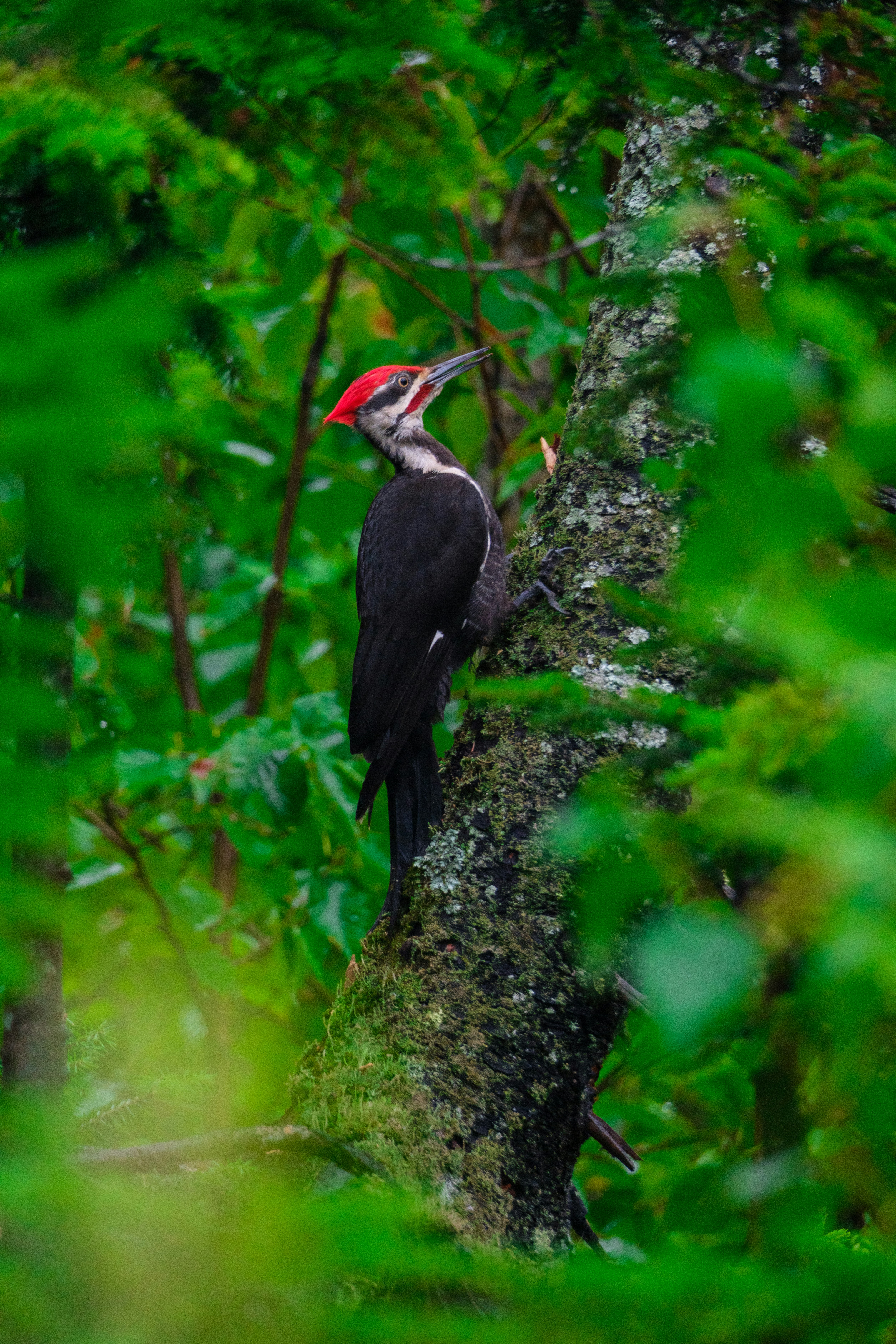A red-bellied woodpecker clings to a moss-covered tree trunk in dense green foliage, captured in a forest scene with shallow depth in focus.