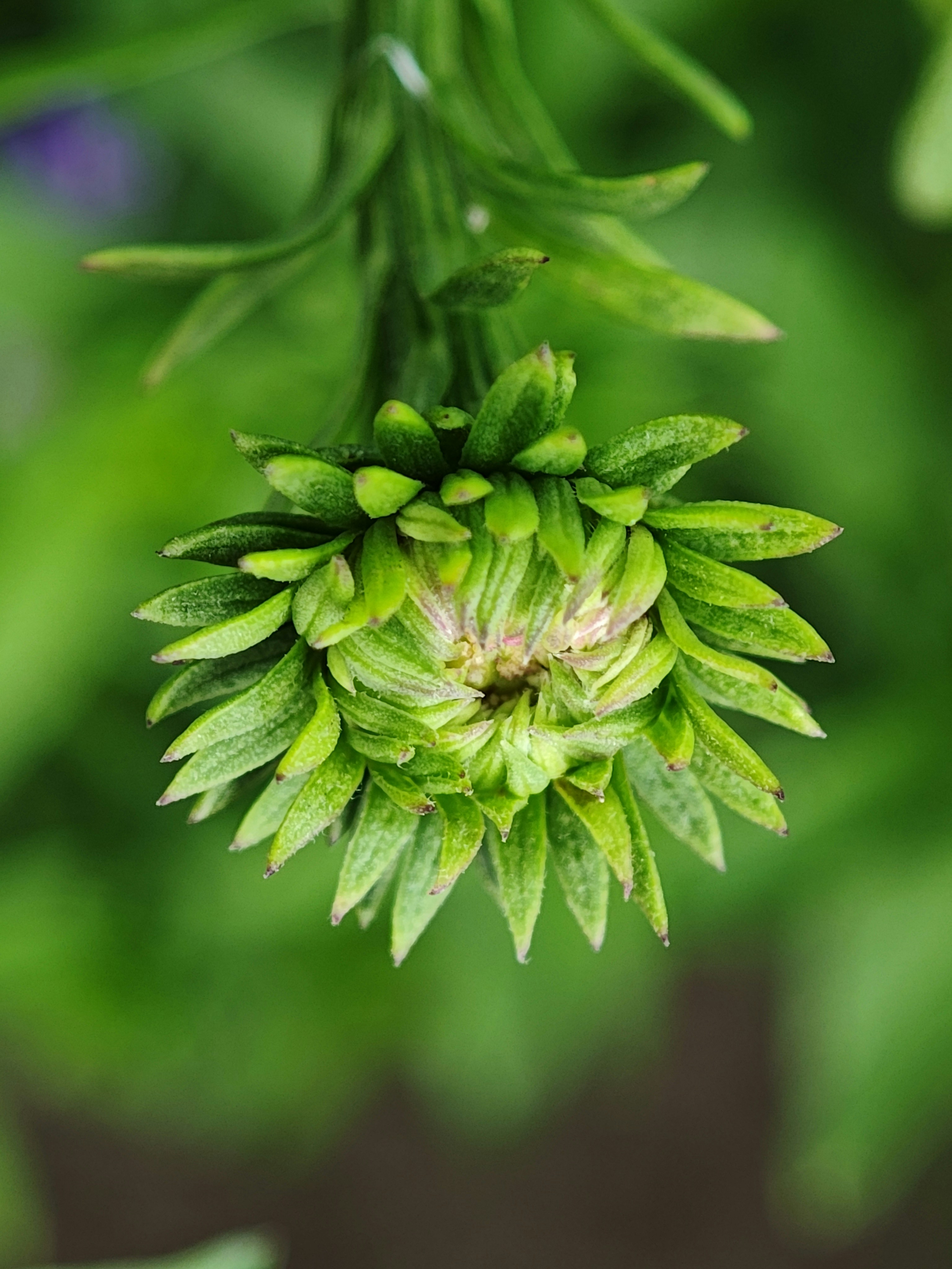 Green Rosette: A Close-Up of a Budding Cone