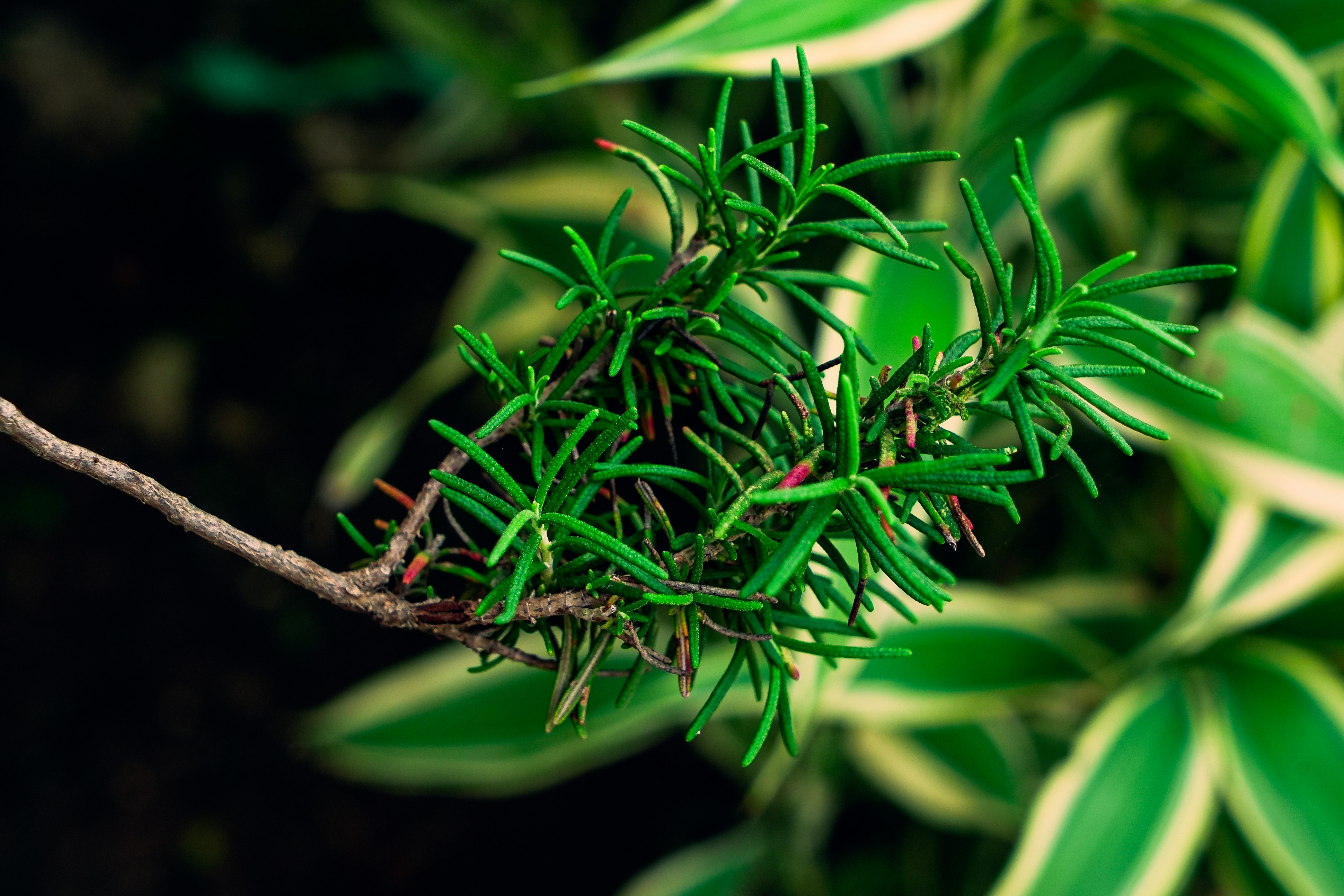 Needlework of Green: Rosemary Branch in Focus