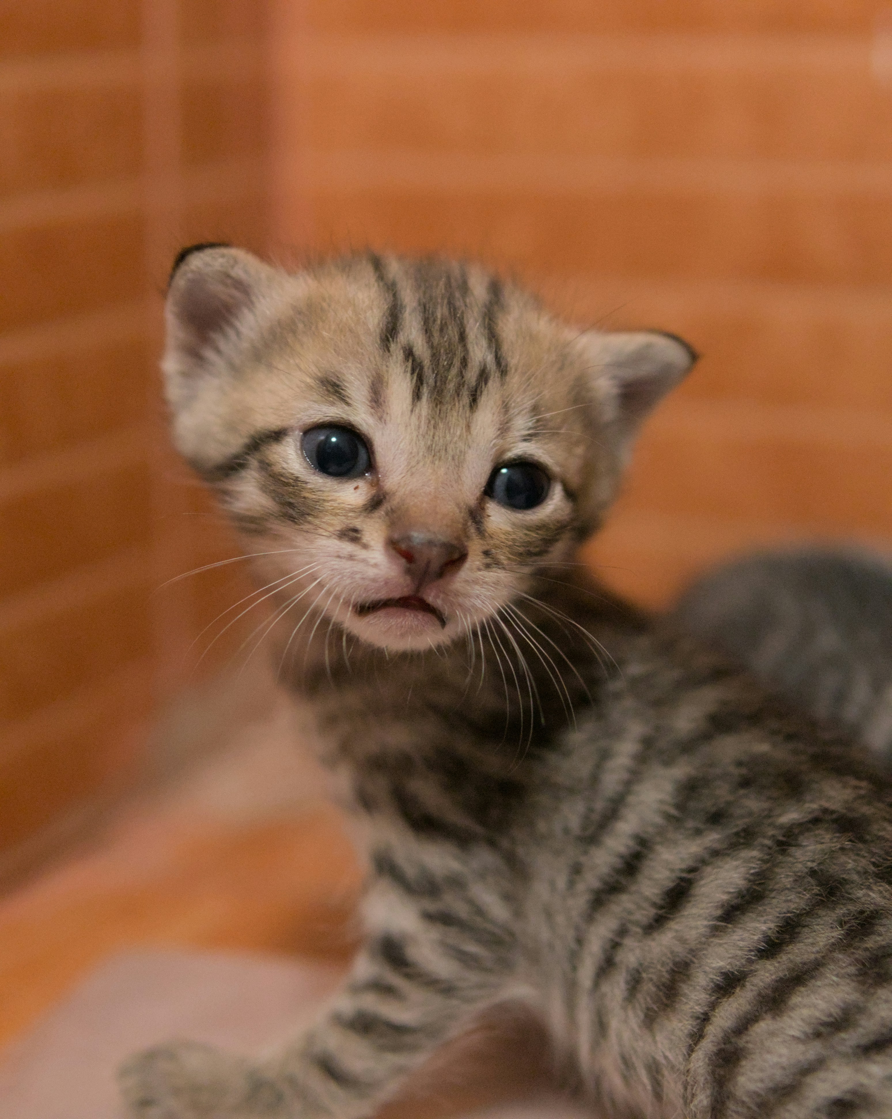 Curious Grounded Gaze: A Kitten's First Moments