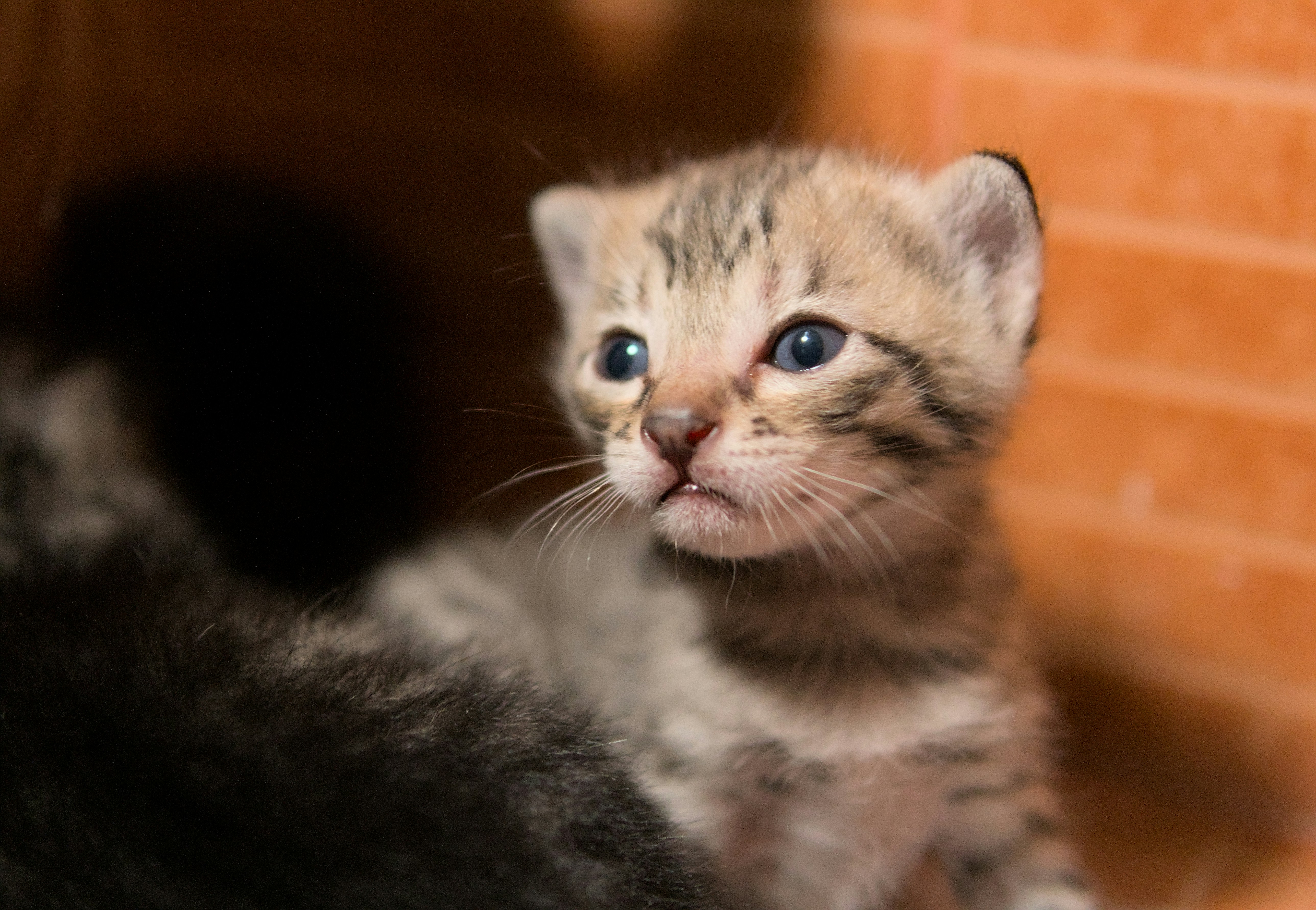 Curious Kitten Emerges from the Shadowed Hollow