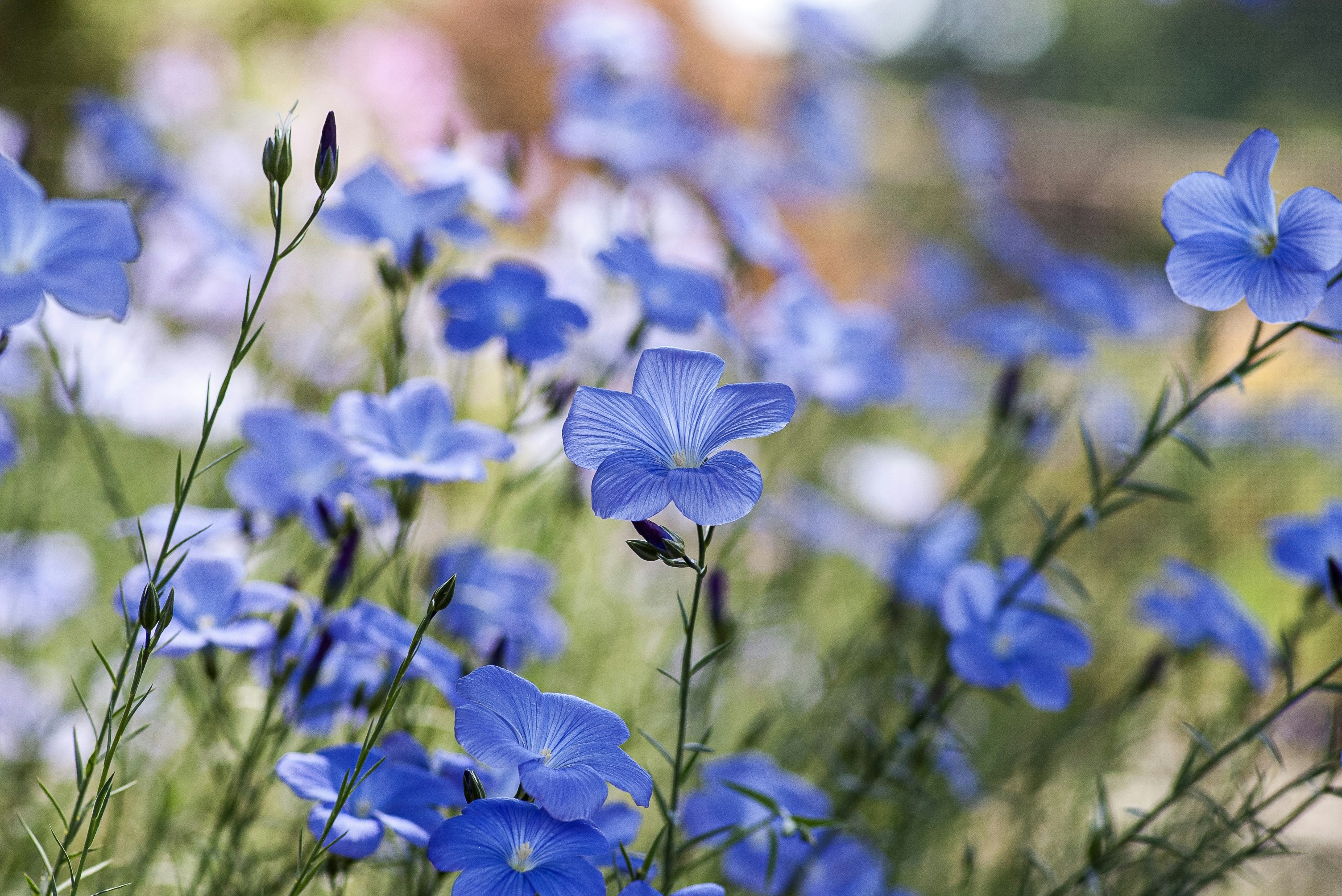 Azure Bloom: A Field of Blue Flax in Soft Focus