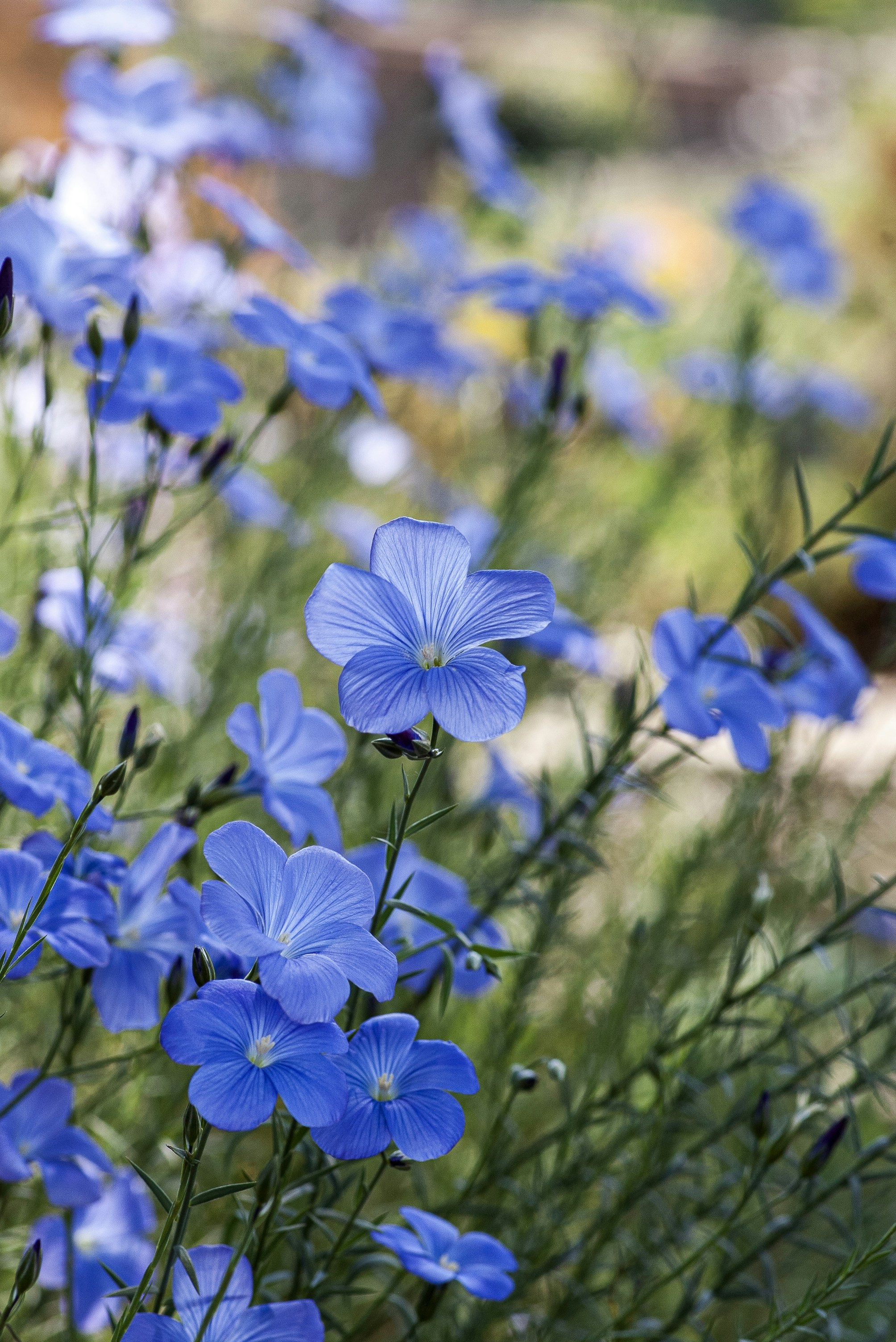 Blue Blooms in a Field of Light and Blur