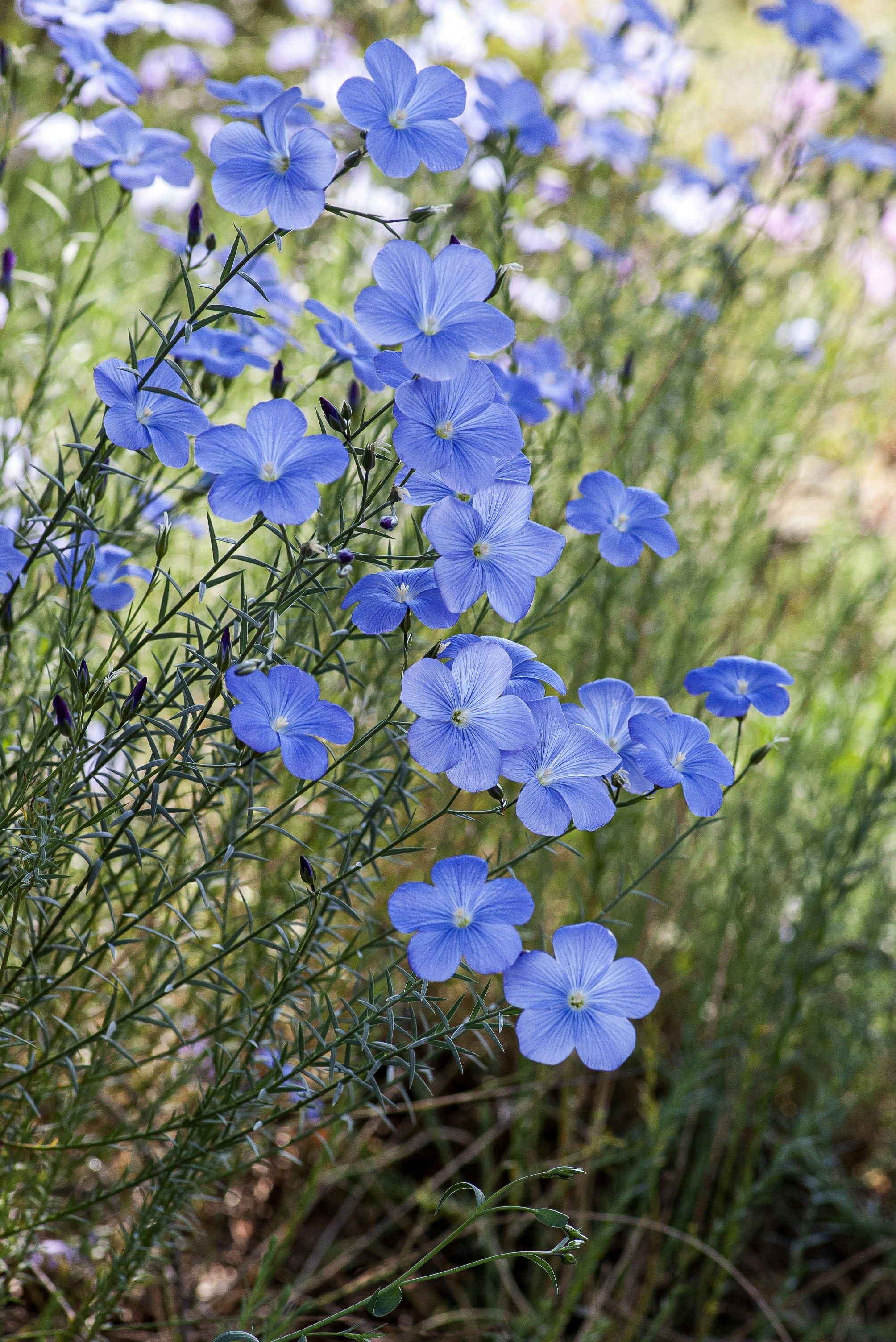Vivid Blue Harmony: Wildflowers Leaning Toward the Light