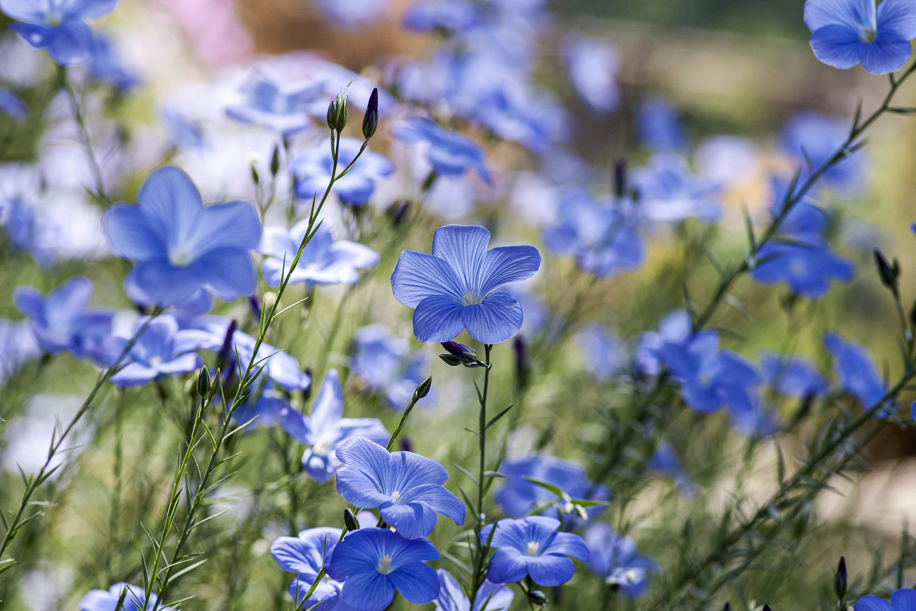 Field of Indigo Blooms: A Quiet Blue Meadow