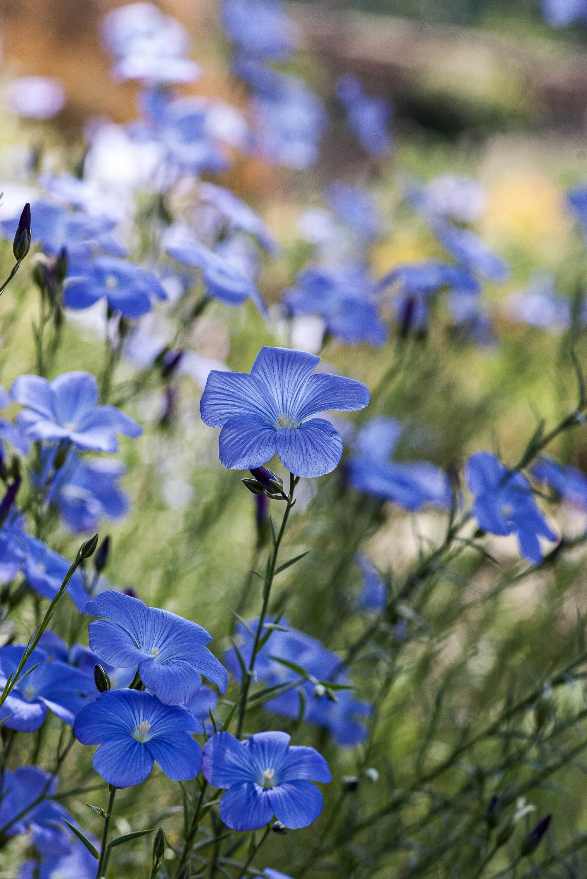 Blue Delimited Bloom: A Central Iris-Like Floret in a Sea of Indigo
