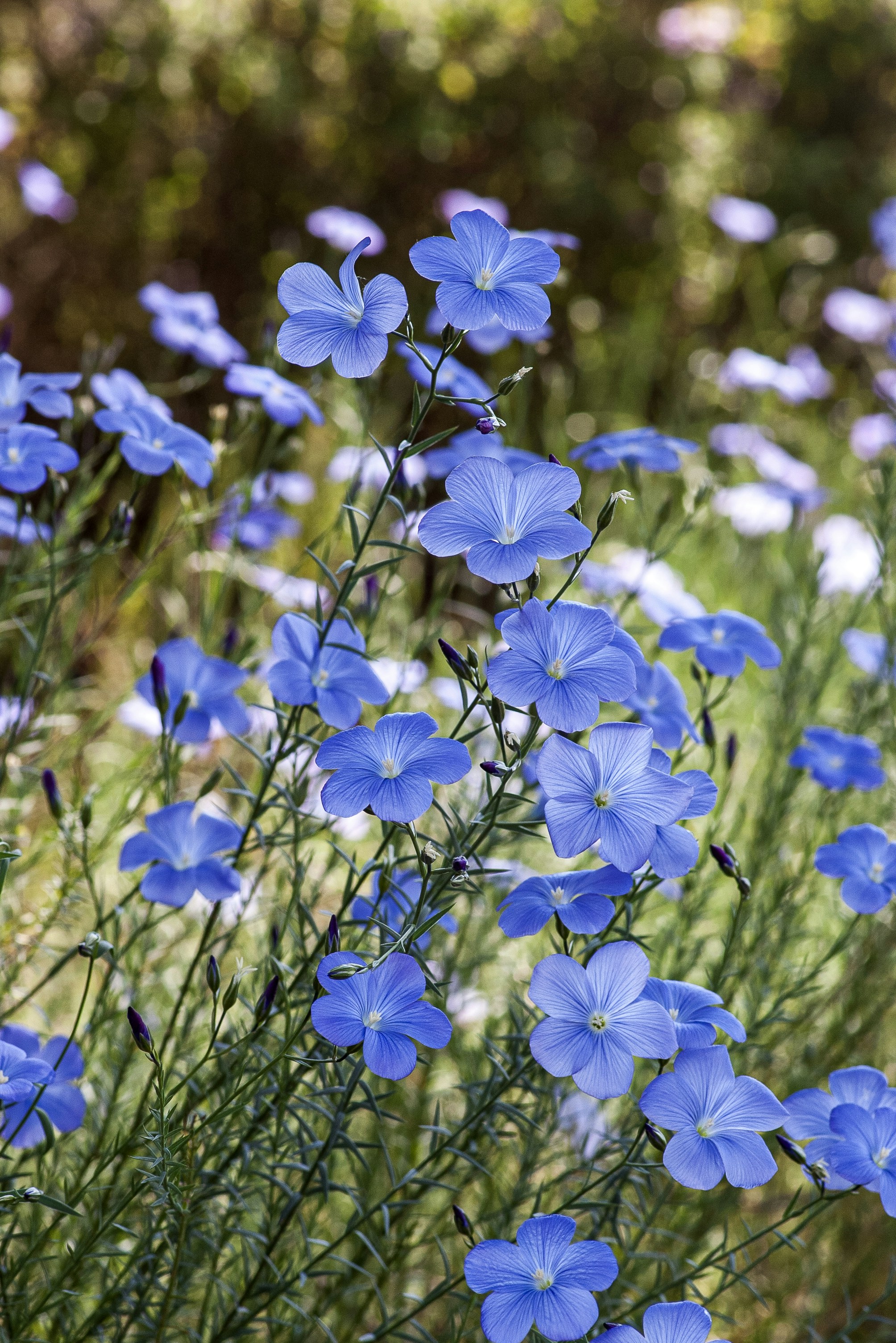 Azure blossoms in a sunlit meadow