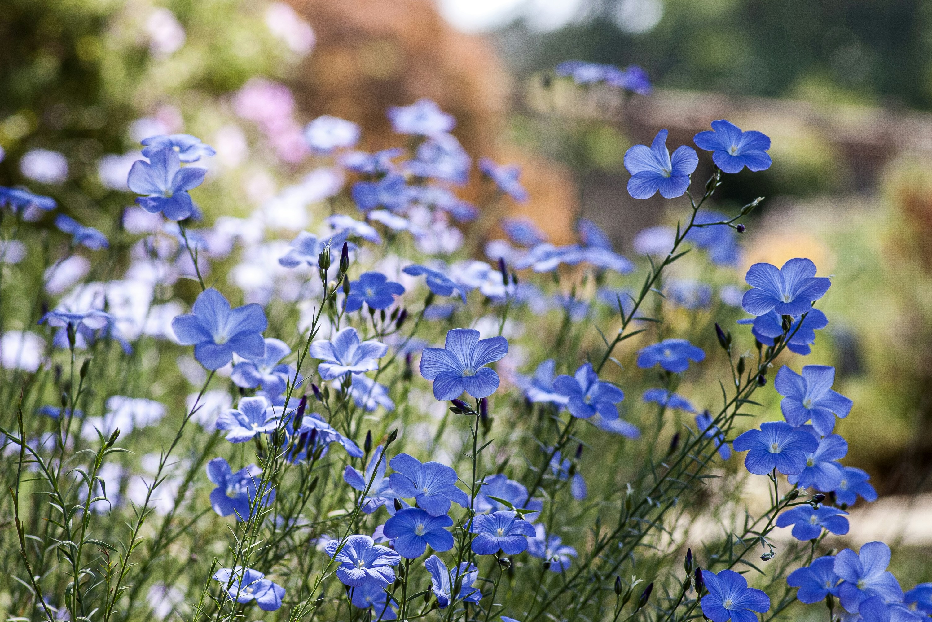 Azure Bloom: A Meadow of Delicate Periwinkles in Soft Focus