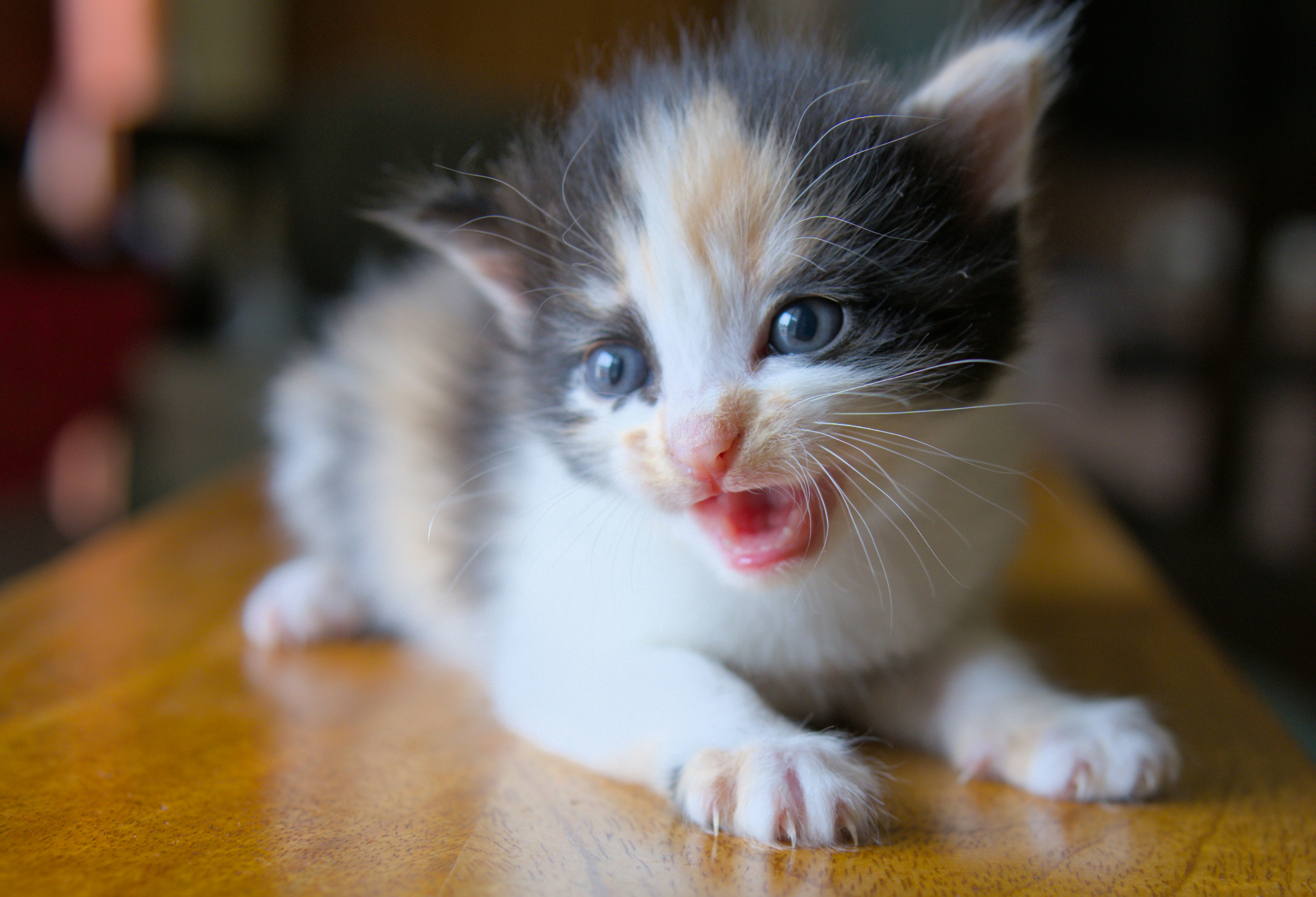 Wide-eyed kitten on a wooden ledge, tongue playfully out