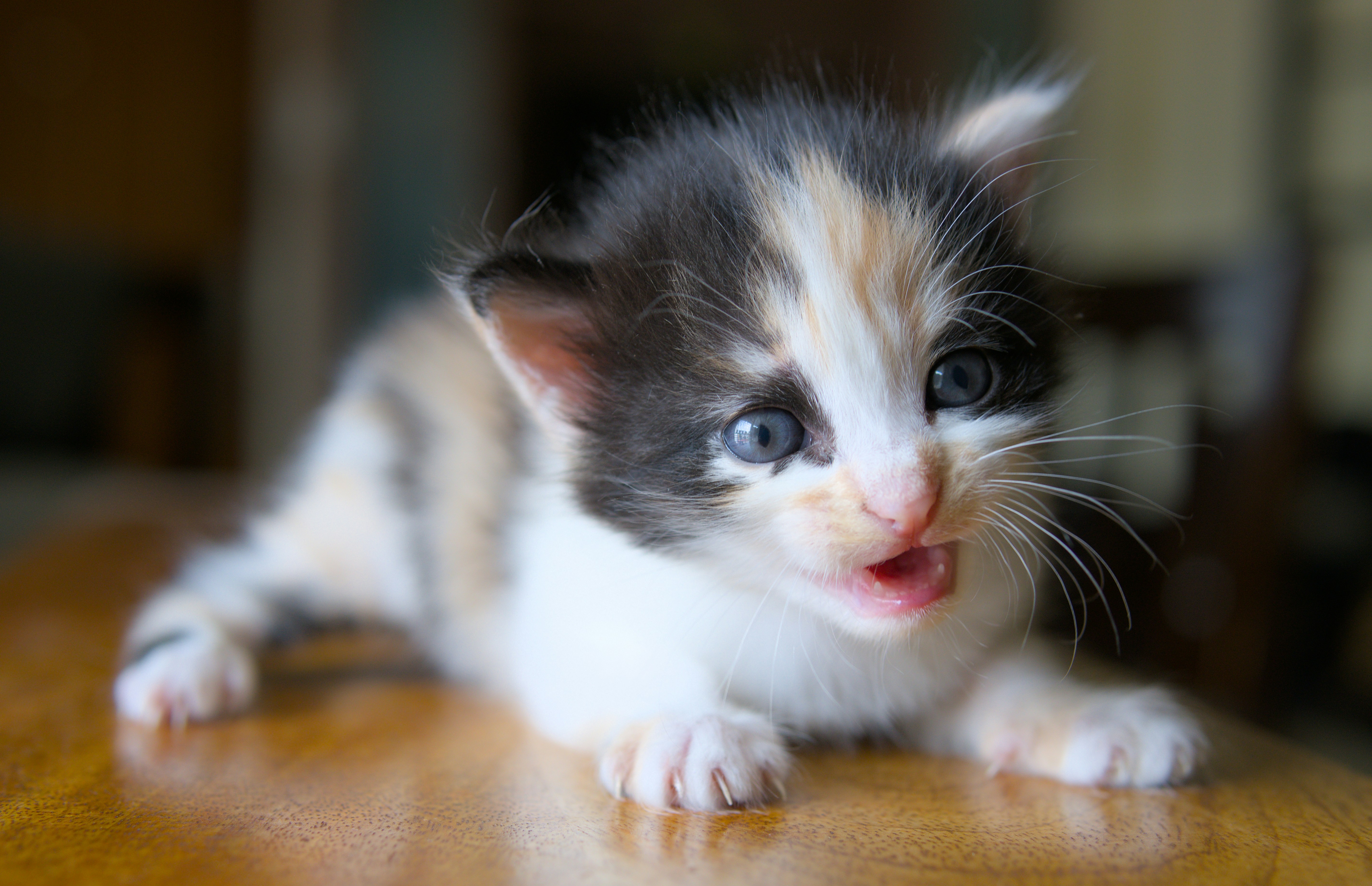 Curious Calico Kitten on a Sunny Surface